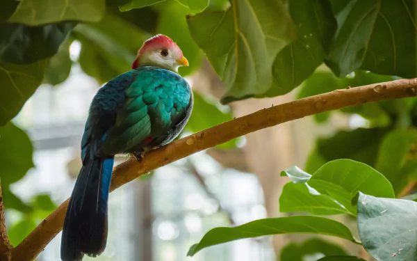 Elegant Turaco HD Wallpaper