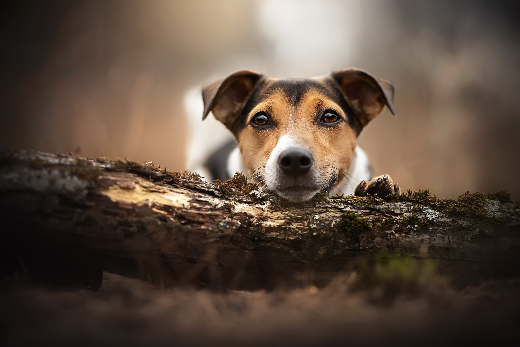 Download Stare Animal Dog HD Wallpaper