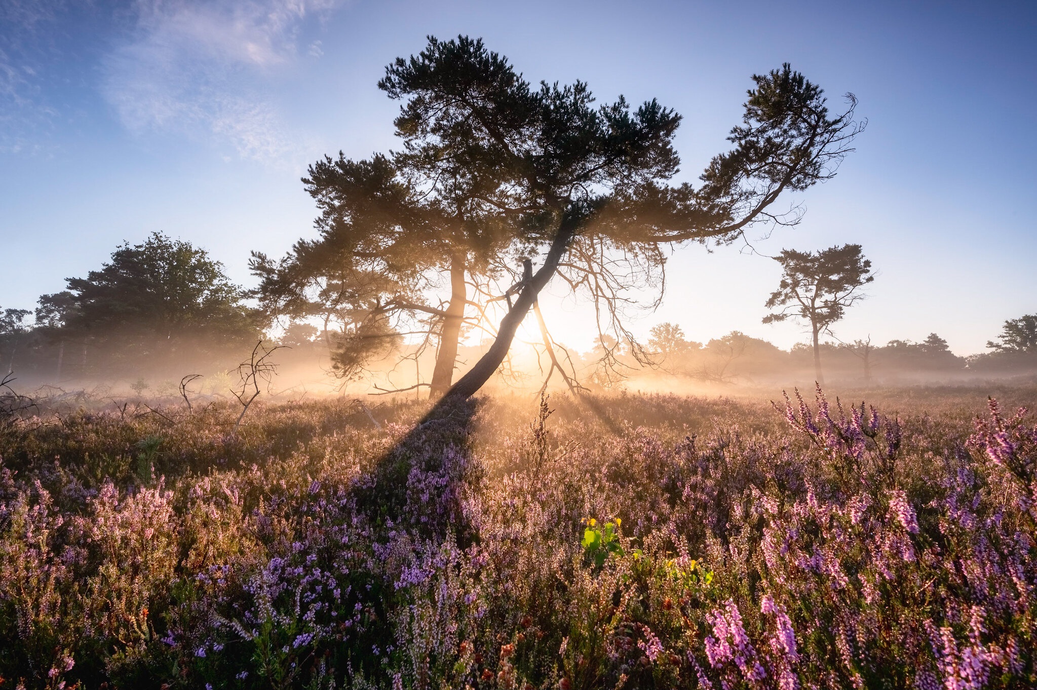 Download Sunrise Nature Tree HD Wallpaper