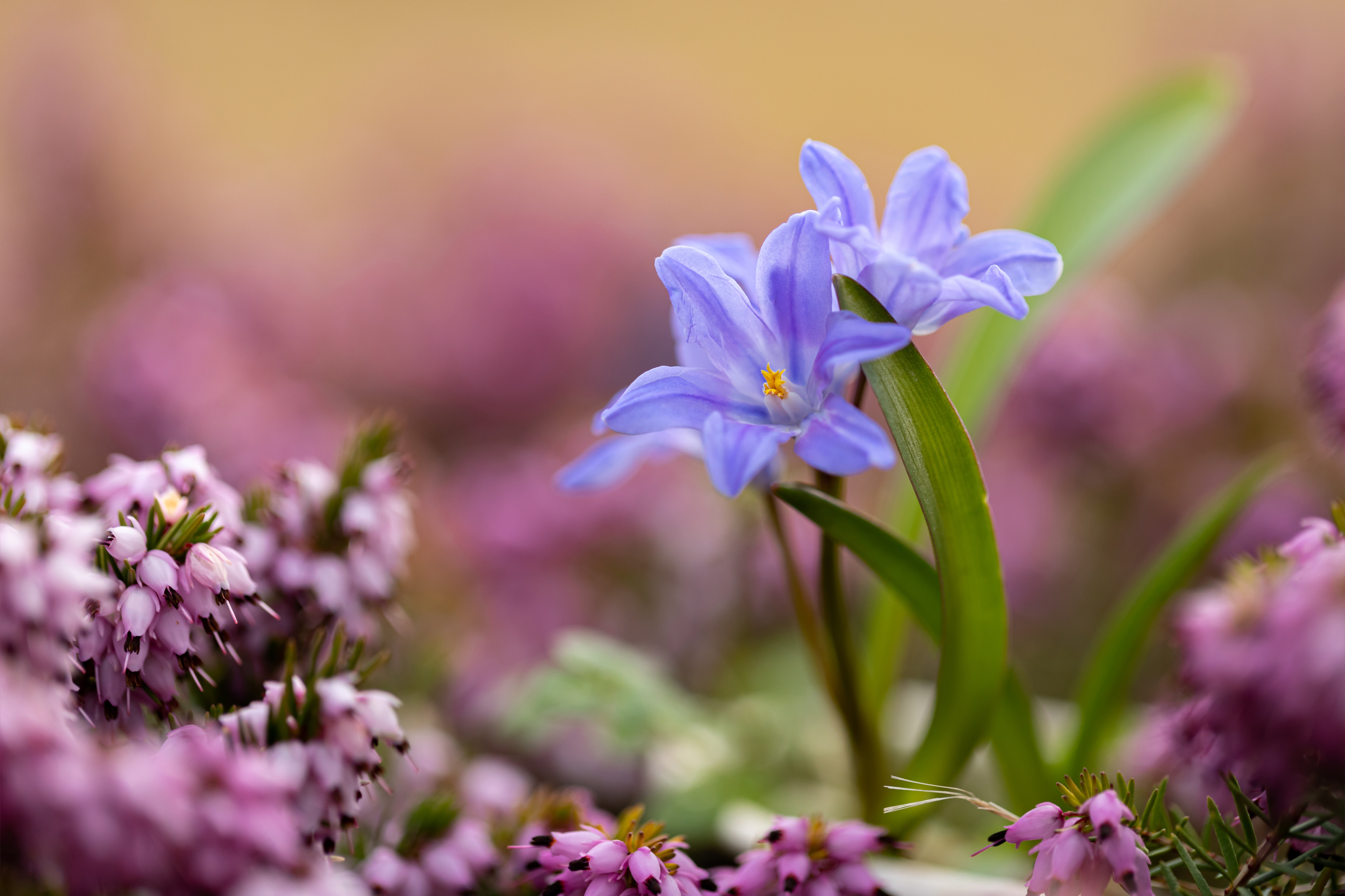 Download Macro Nature Flower 4k Ultra HD Wallpaper