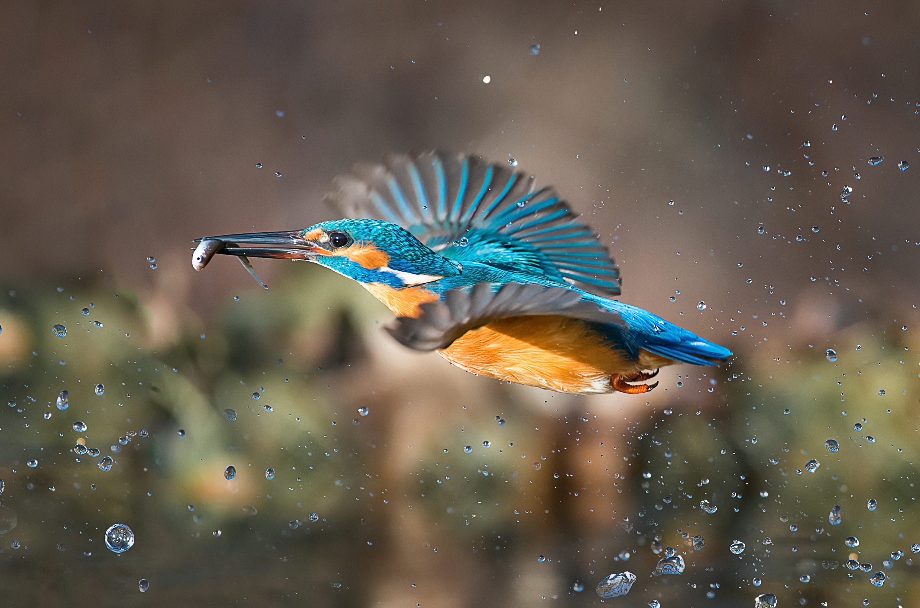 Common (Eurasian) (Small Blue) Kingfisher - alcedo atthis