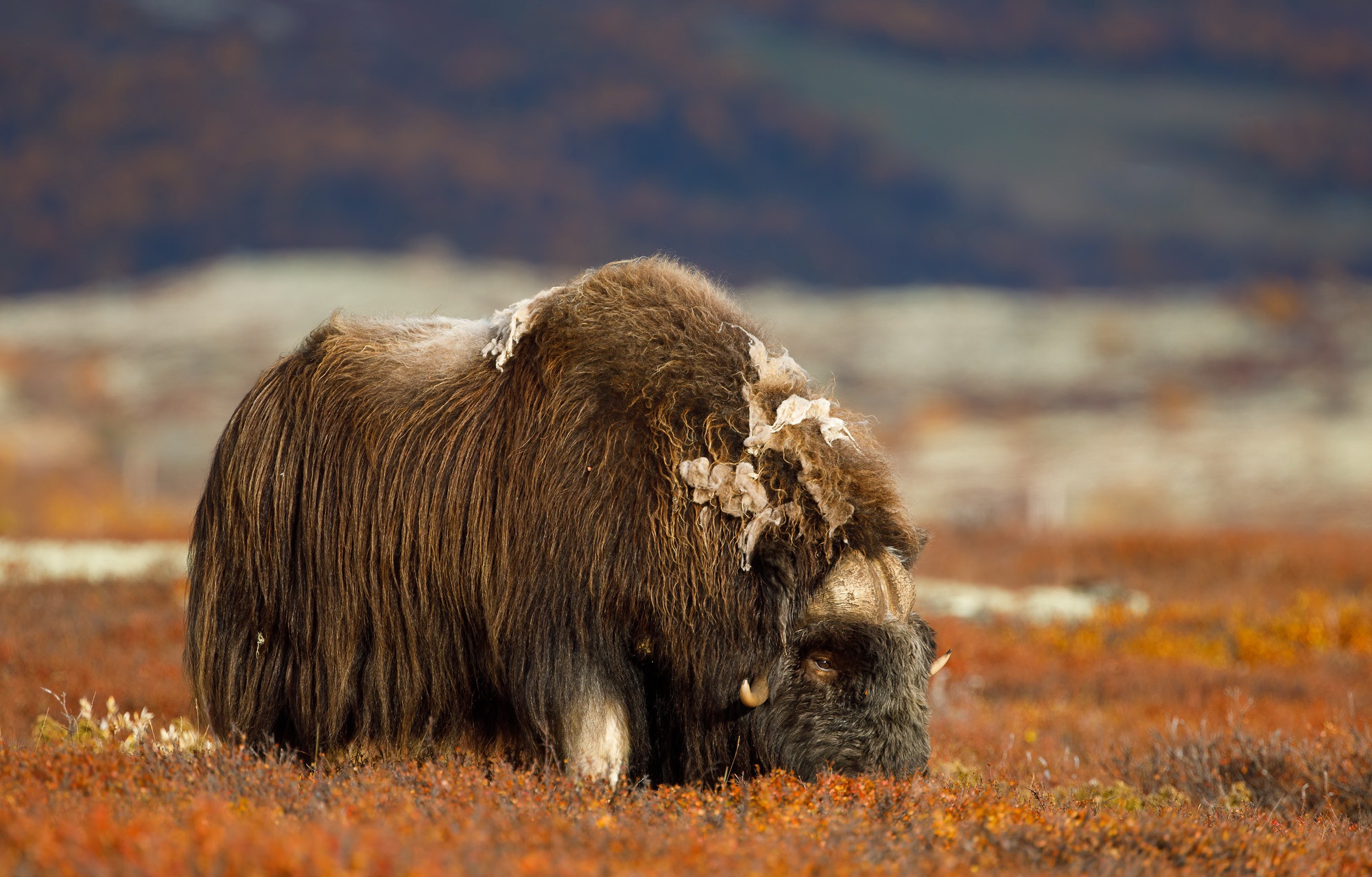 Download Animal Muskox HD Wallpaper