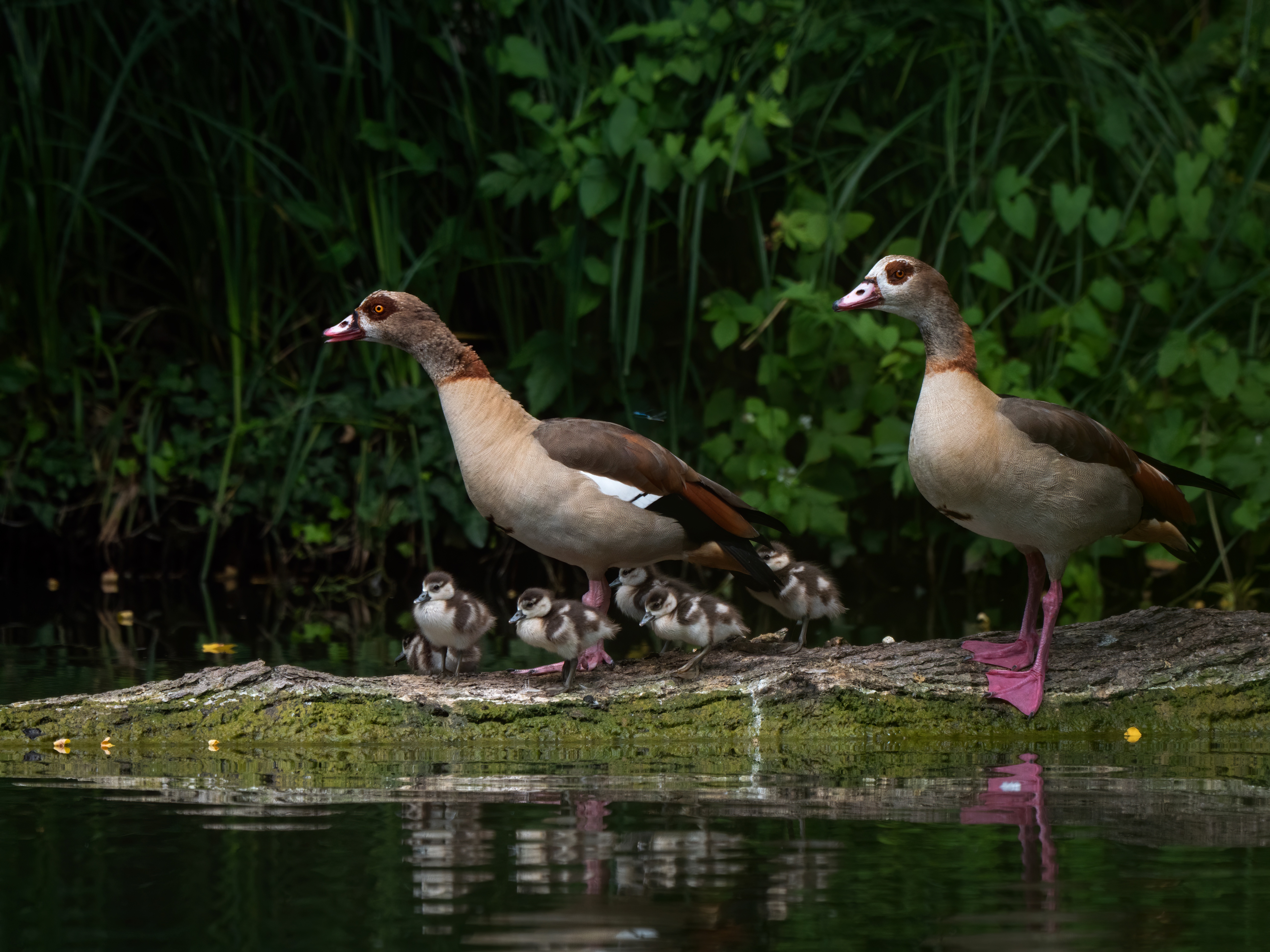 Download Baby Animal Bird Animal Goose 4k Ultra HD Wallpaper