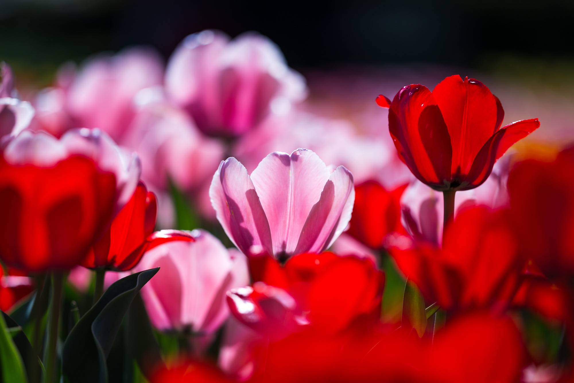 Download Pink Flower Red Flower Flower Nature Tulip HD Wallpaper