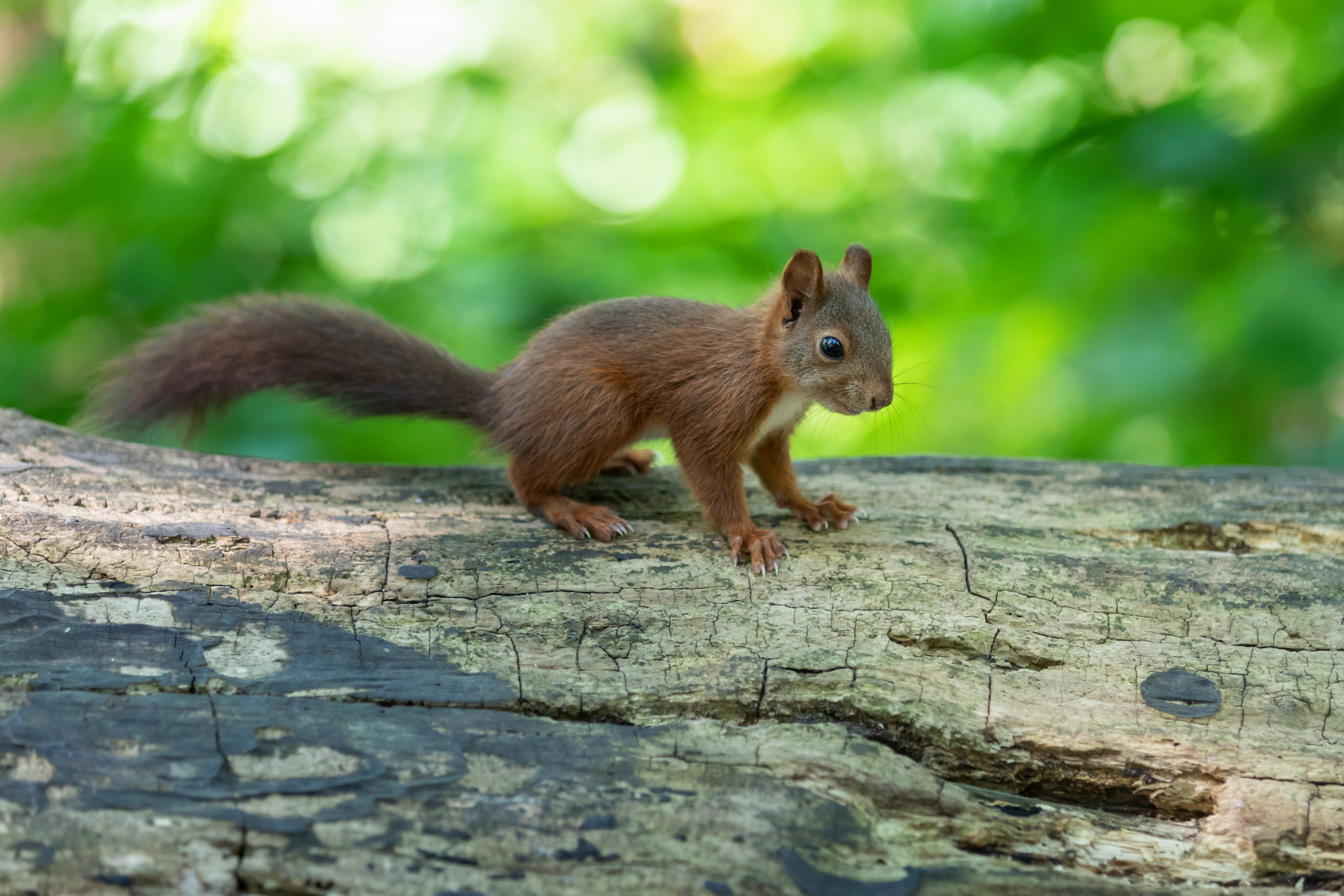 Download Rodent Animal Squirrel 4k Ultra HD Wallpaper