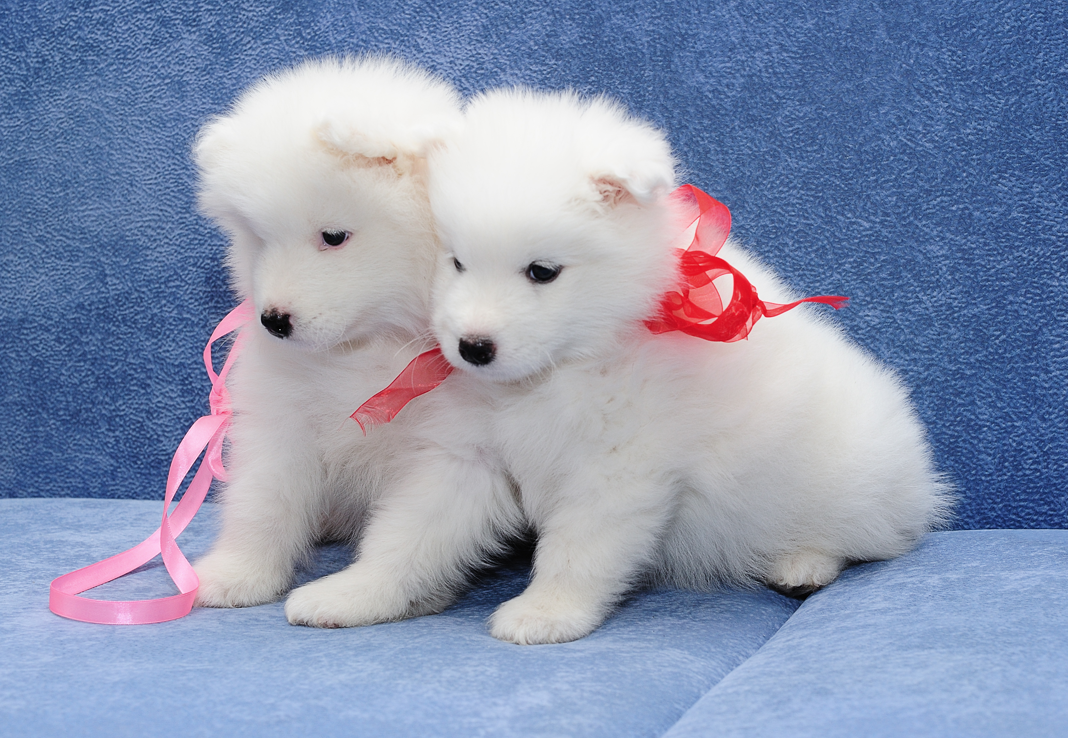 Download Puppy Dog Animal Samoyed HD Wallpaper