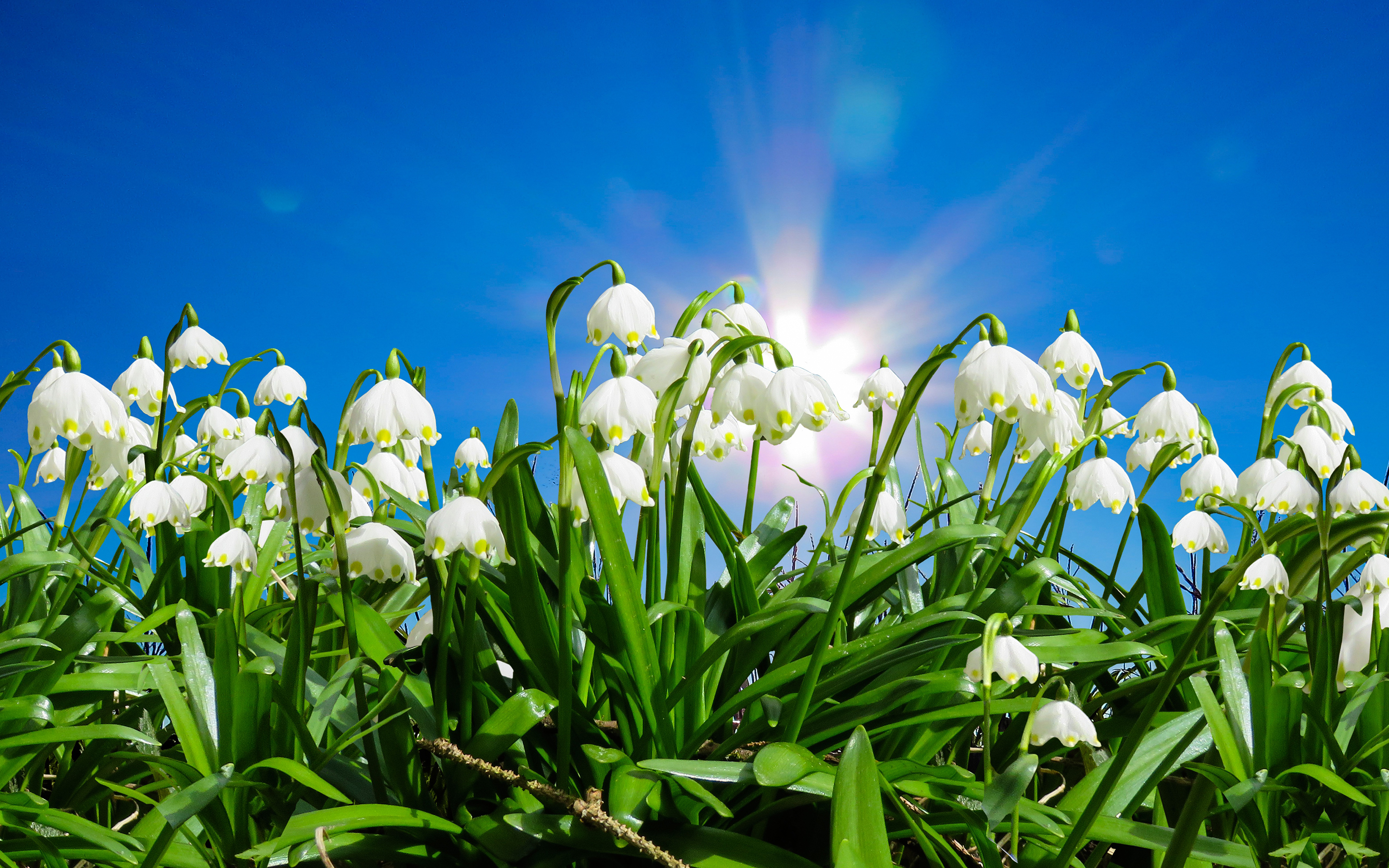 Snowdrop 4k Ultra HD Wallpaper | Background Image | 3840x2400