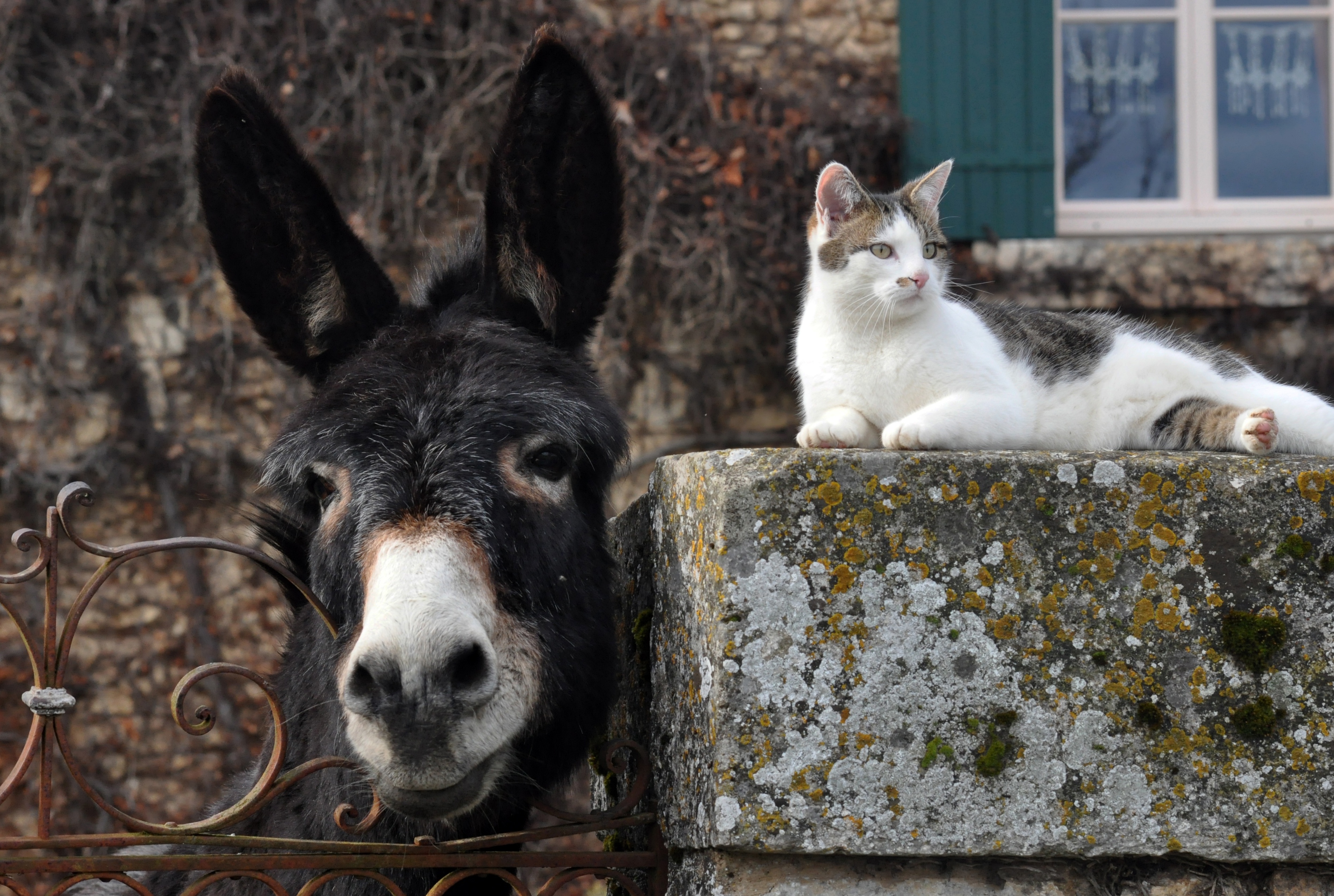 Download Donkey Fence Muzzle Cat Animal Cute Cute Cat HD Wallpaper