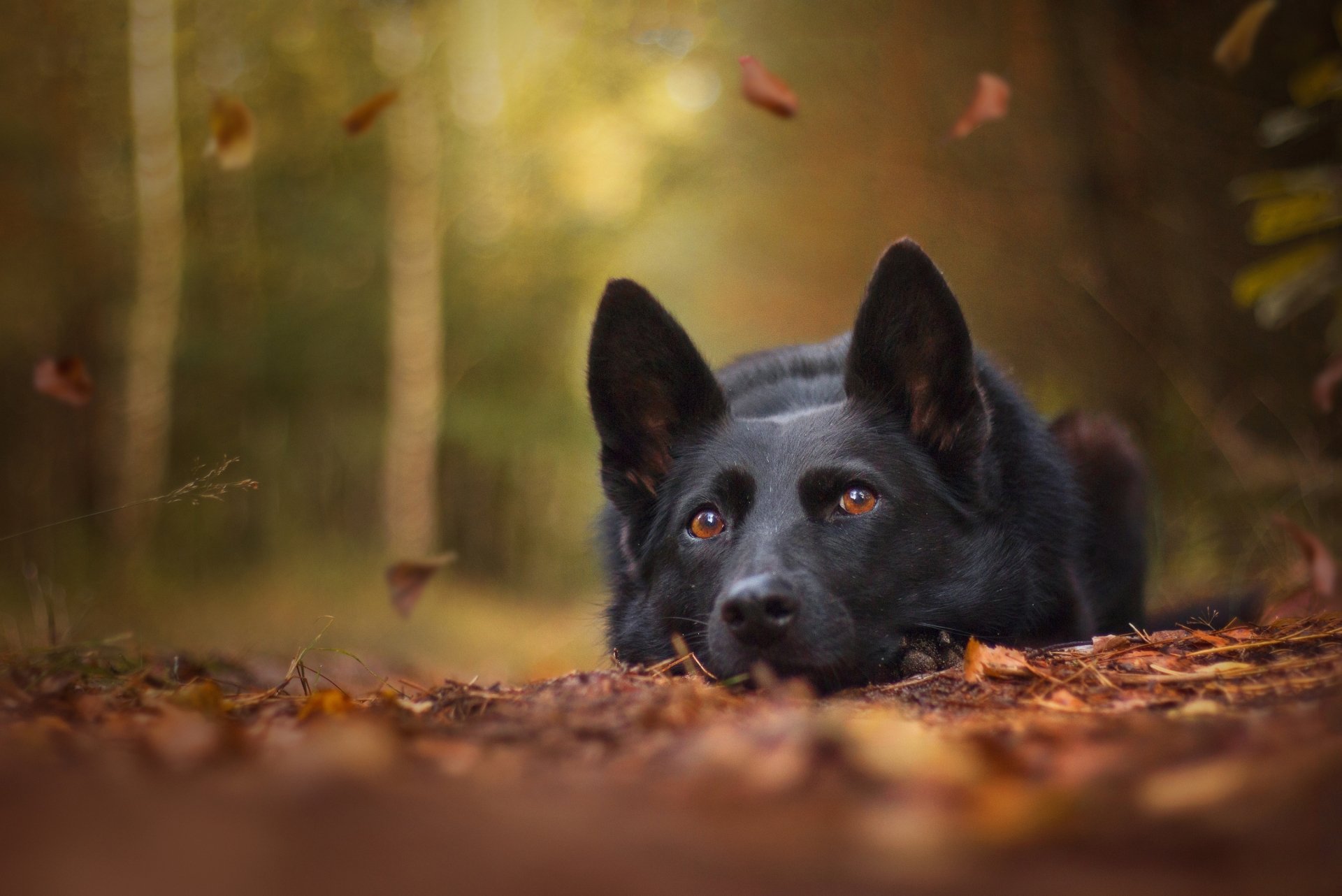 Download Depth Of Field Dog Animal German Shepherd HD Wallpaper