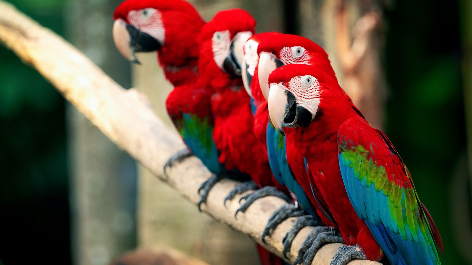 4K Ultra HD Red-and-Green Macaw — Vibrant Parrot Wallpaper