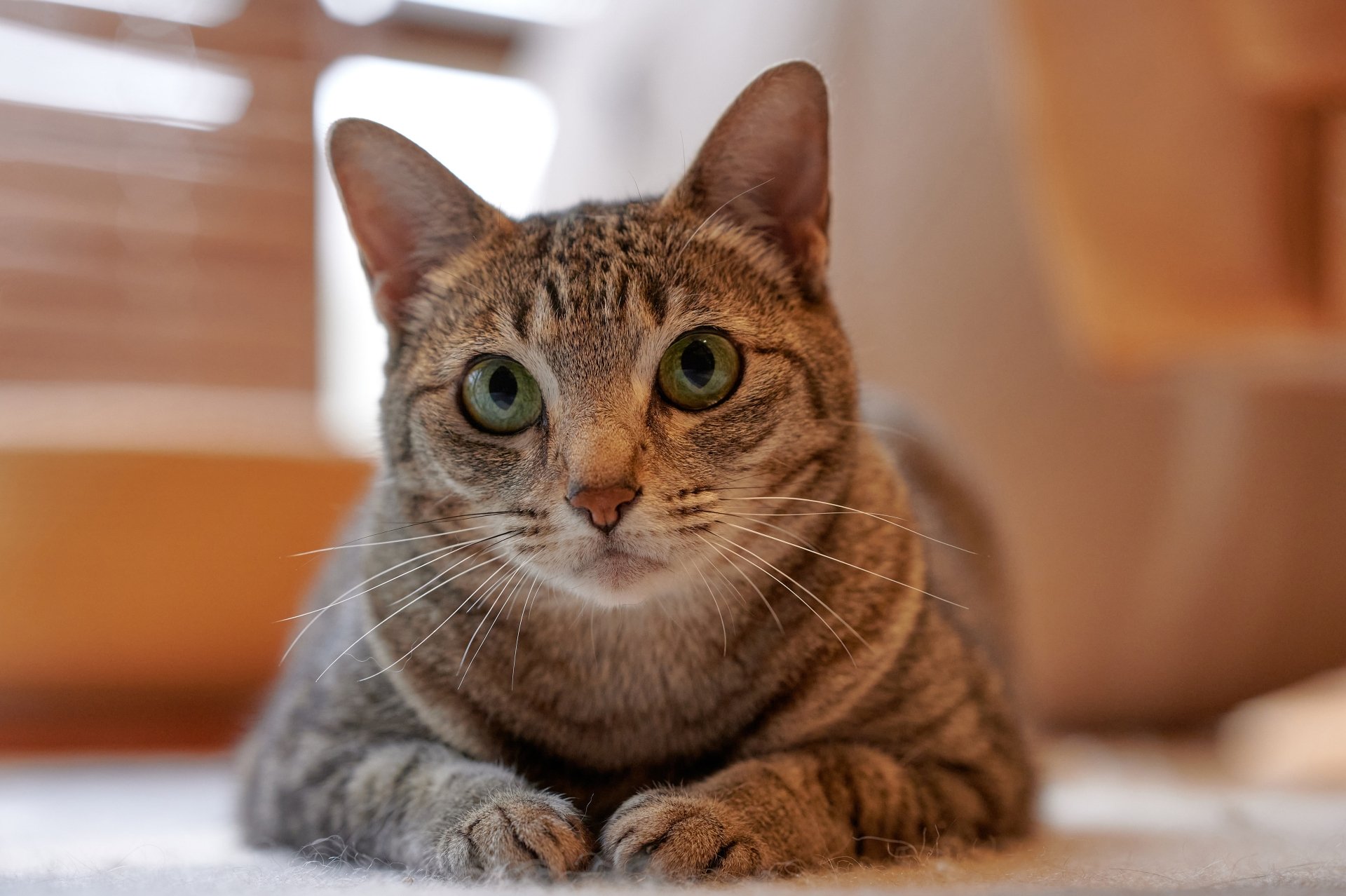 El Gato Hd 4k Wallpapers Fondos De Pantalla Hd 4k Gatos