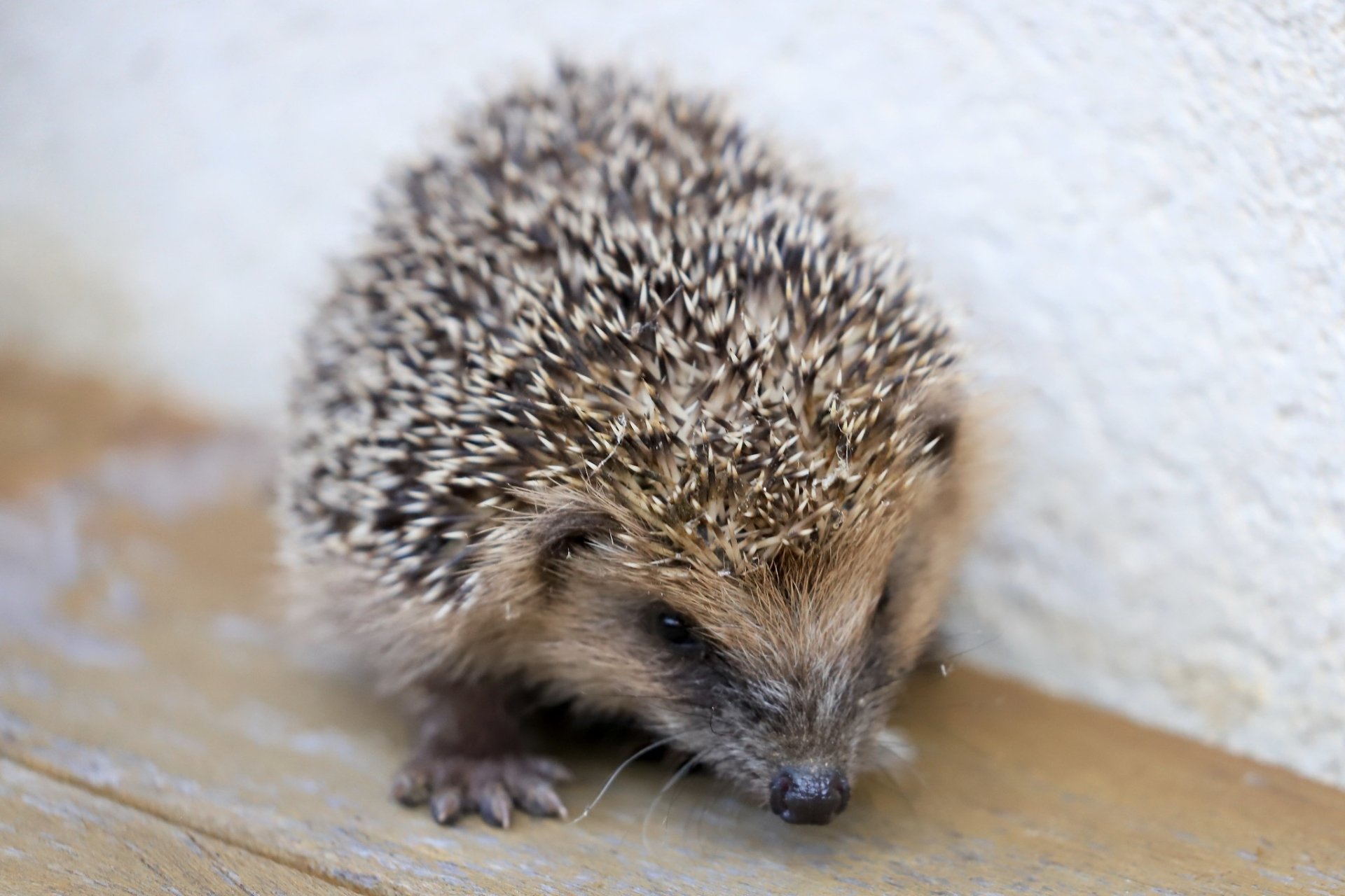 Download Animal Hedgehog HD Wallpaper