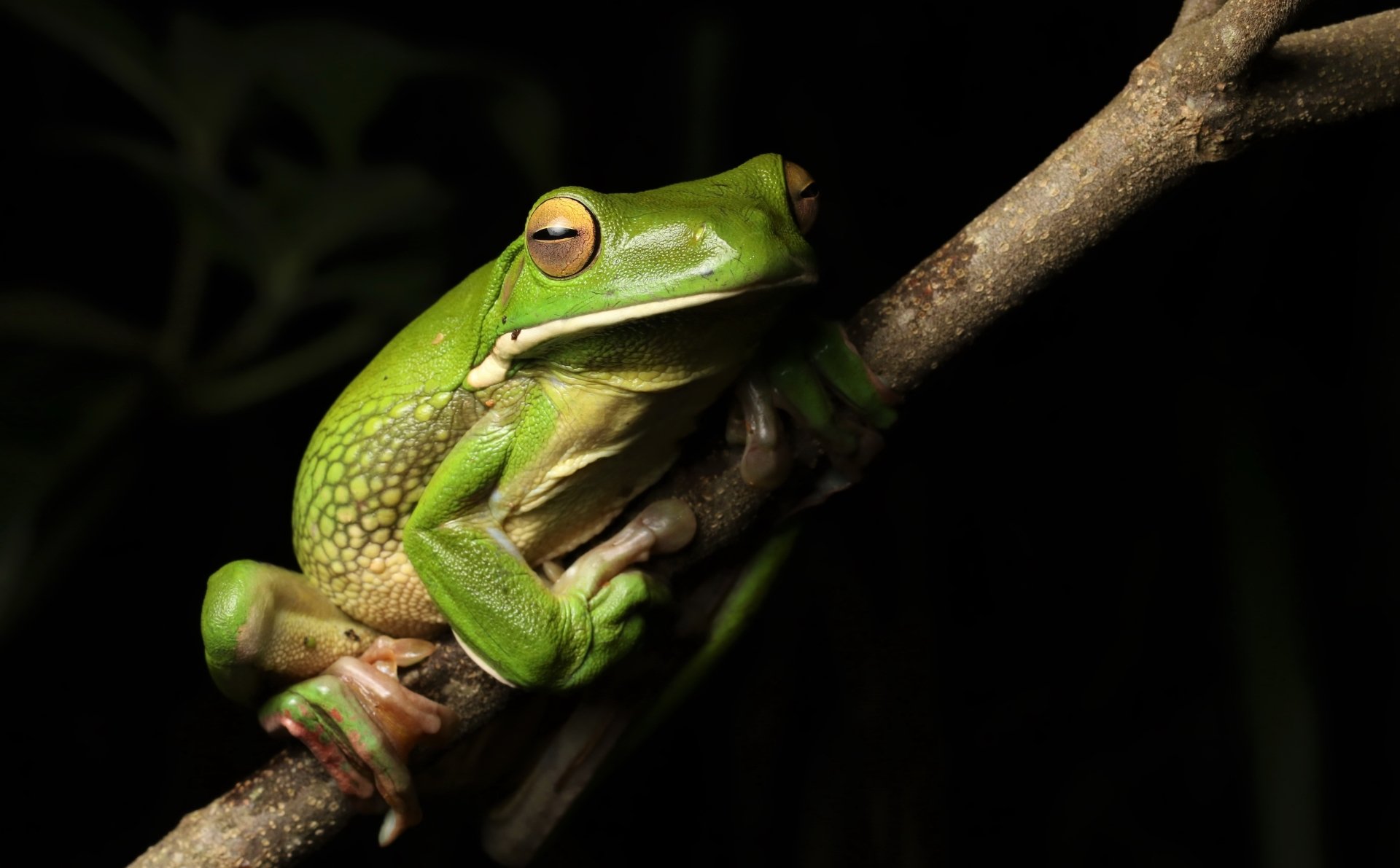 Download Amphibian Frog Animal White-lipped Tree Frog 4k Ultra HD Wallpaper