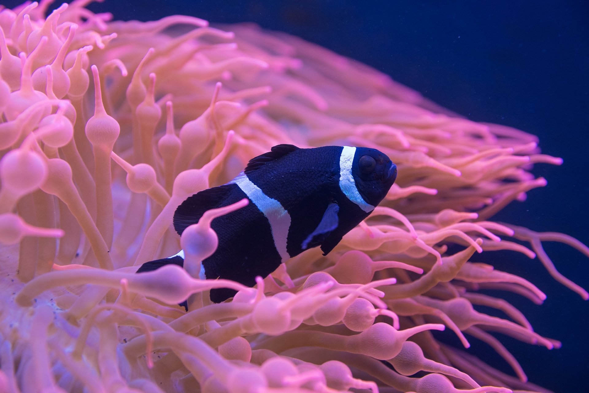 Download Sea Life Fish Animal Clownfish HD Wallpaper | 2048x1365 ...