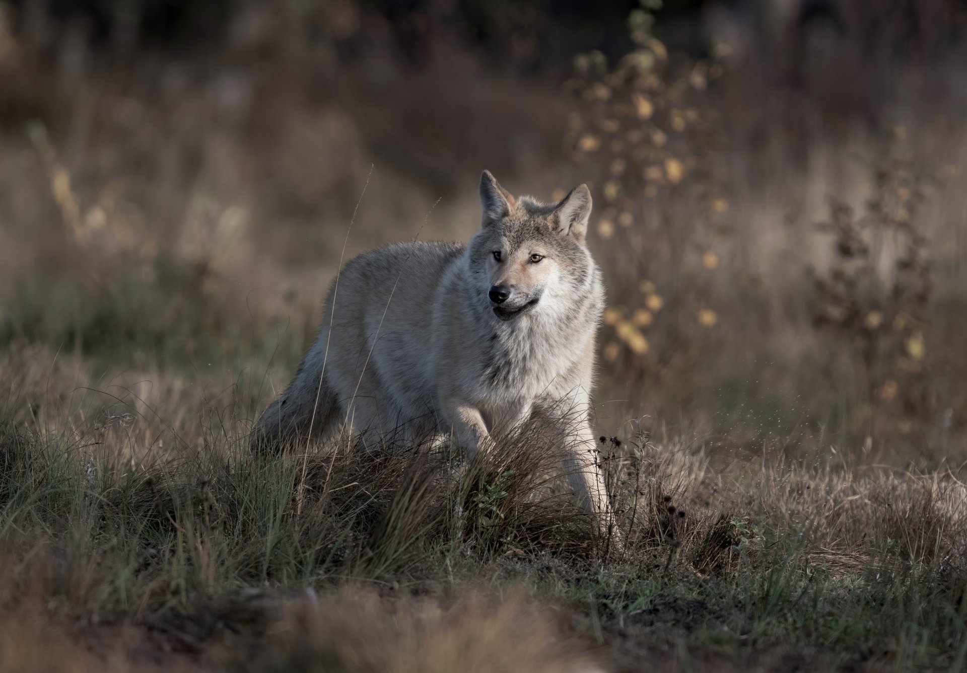 Download Animal Wolf 4k Ultra HD Wallpaper | 4899x3411 | Wallpaper Abyss