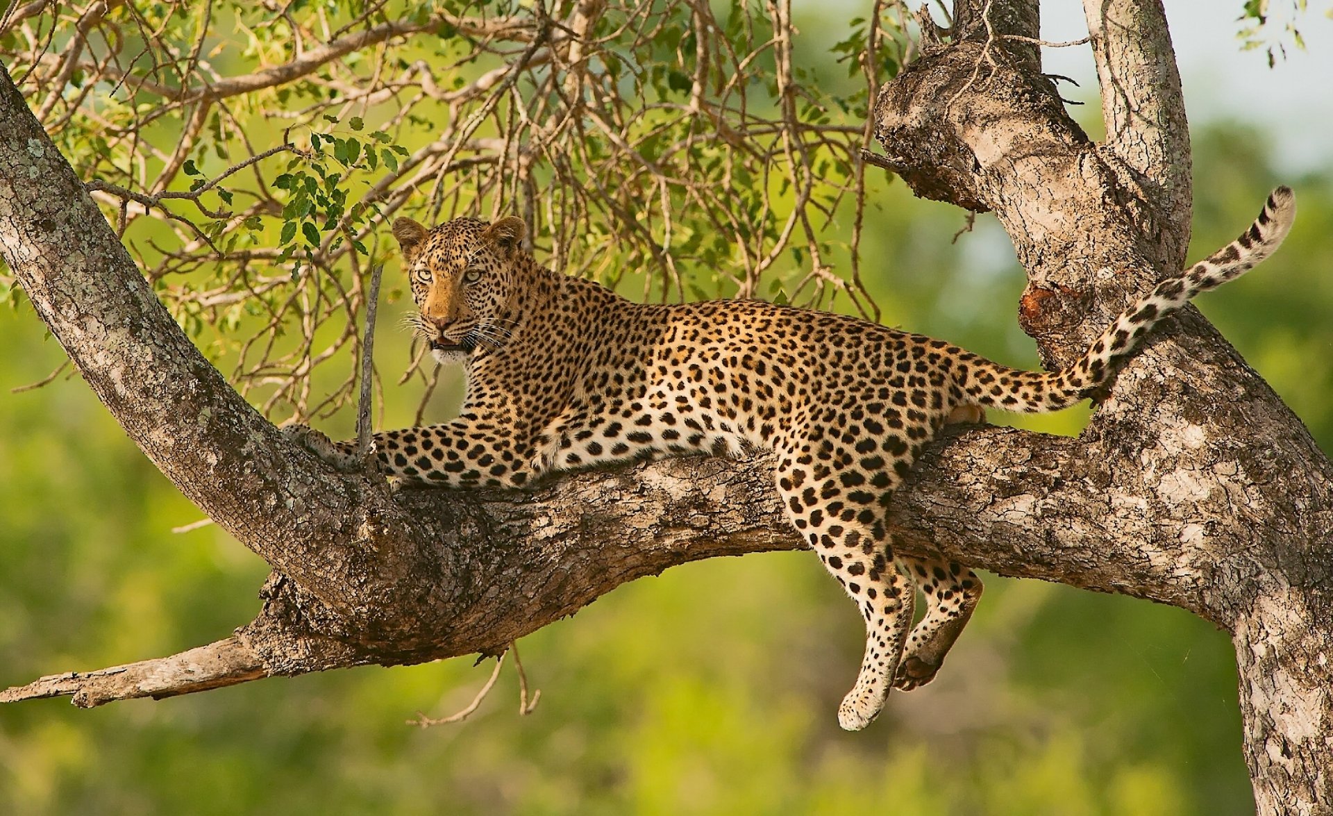 Download Tree Branch Animal Leopard HD Wallpaper | 2048x1253 ...