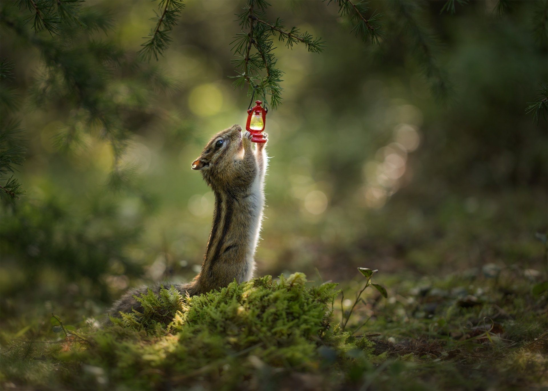 Download Rodent Animal Chipmunk HD Wallpaper | 1920x1370 | Wallpaper Abyss