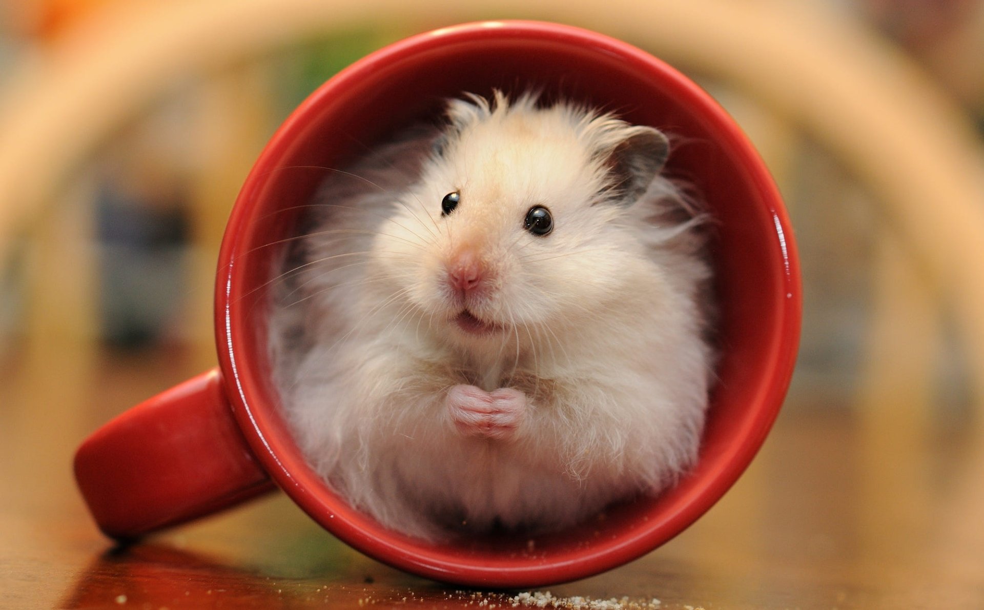 Download Rodent Animal Hamster HD Wallpaper | 2000x1240 | Wallpaper Abyss