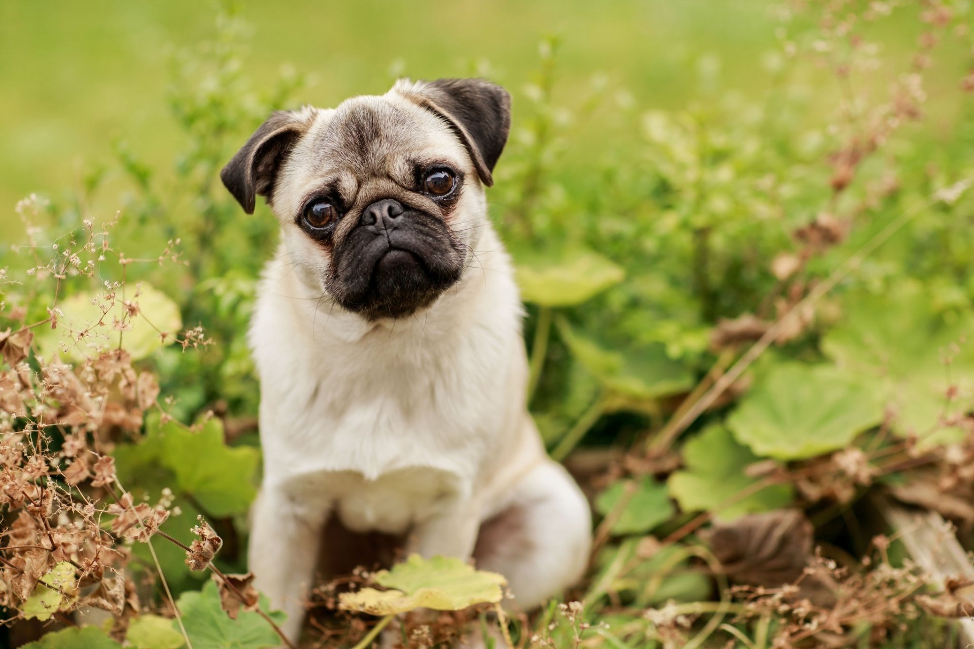 Download Dog Animal Pug HD Wallpaper