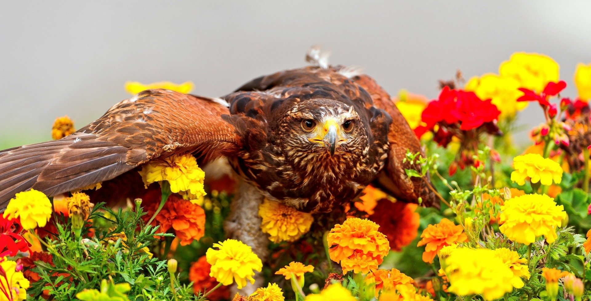 Download Marigold Bird Flower Animal Eagle HD Wallpaper