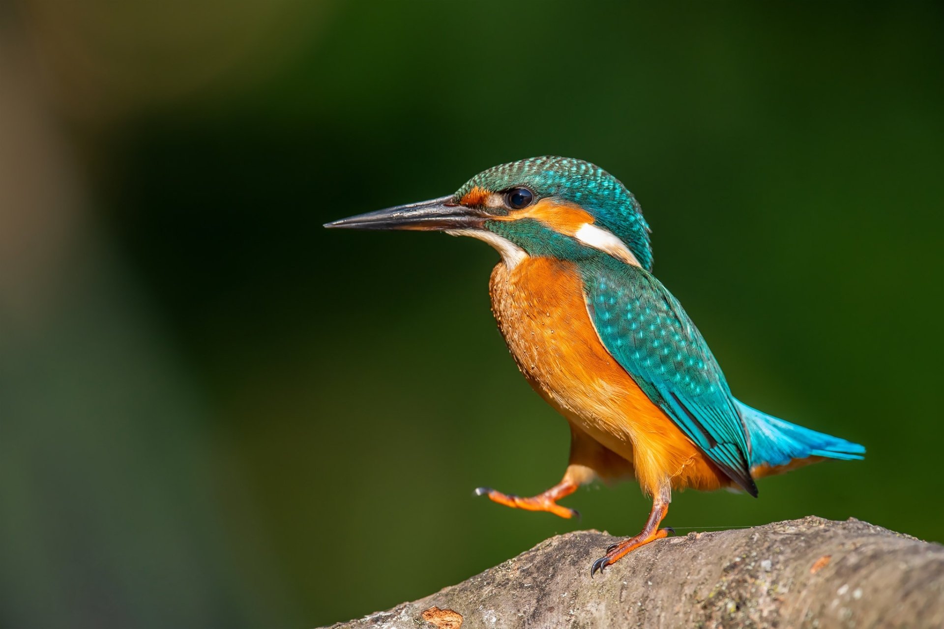 Download Bird Animal Kingfisher HD Wallpaper