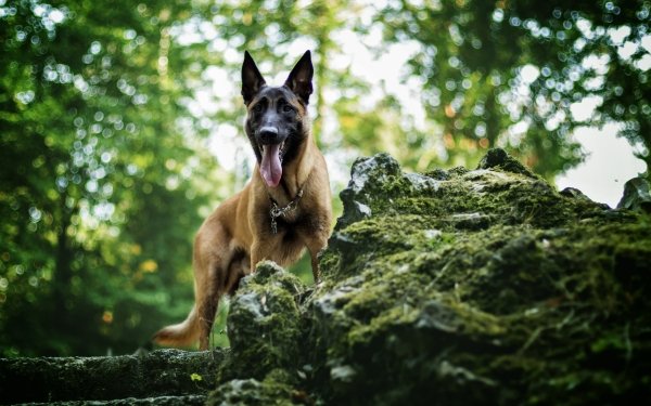 [10+] Malinois Wallpapers