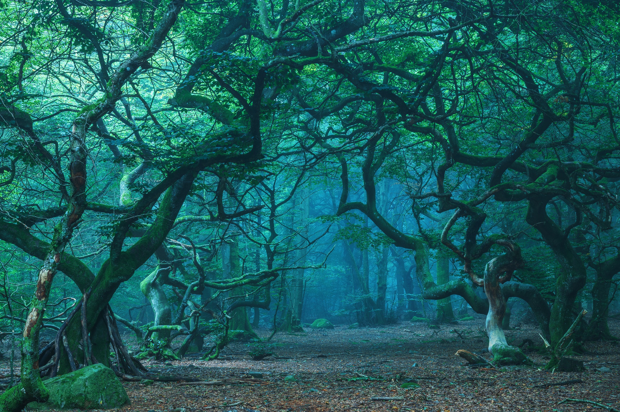 Forest HD Wallpaper