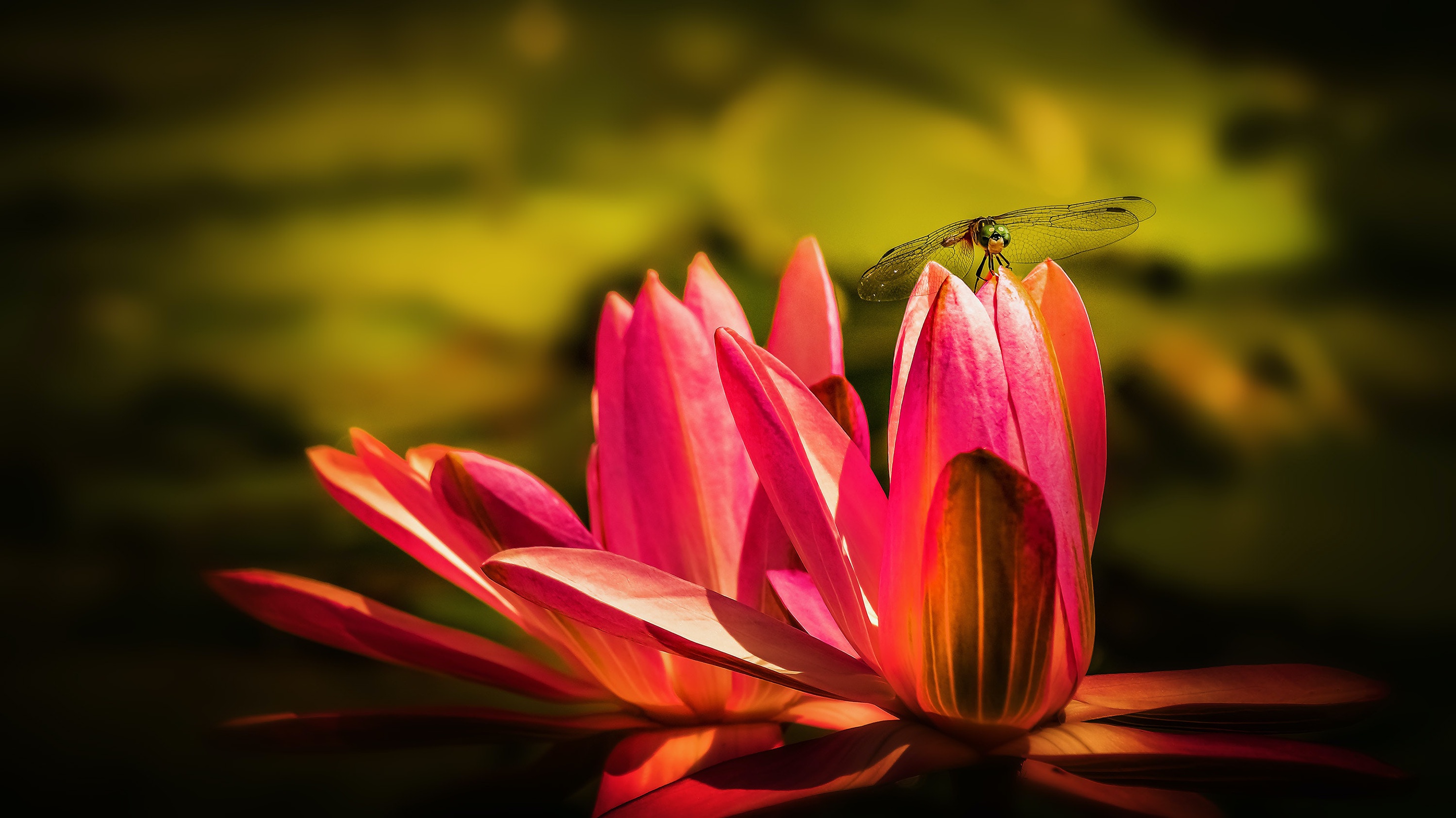 Download Insect Water Lily Macro Flower Animal Dragonfly HD Wallpaper