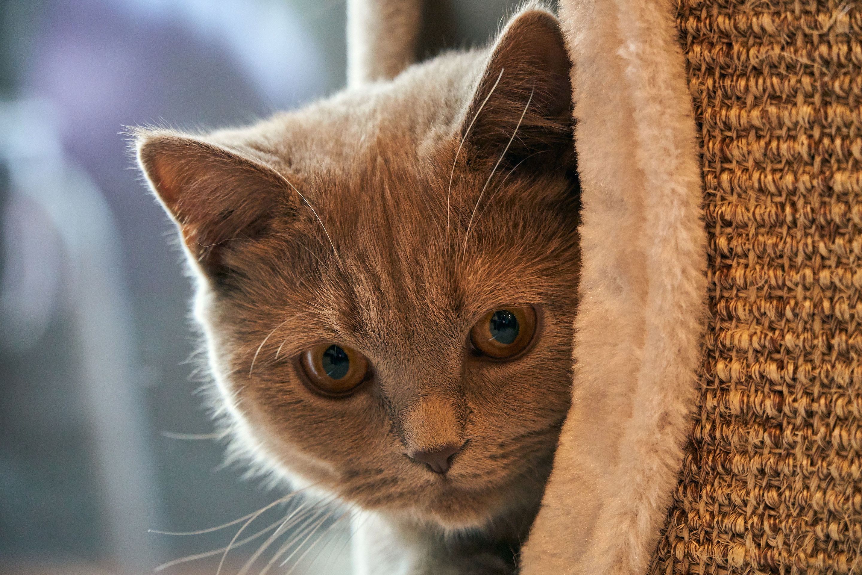 Download Kitten Animal British Shorthair HD Wallpaper