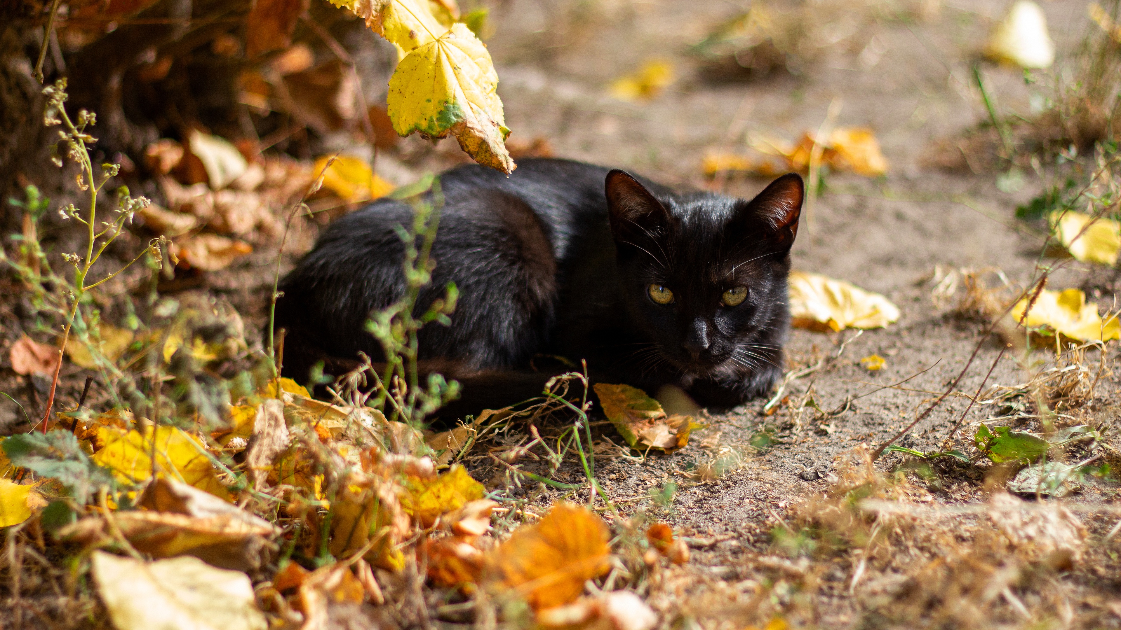 Download Leaf Fall Animal Cat 4k Ultra HD Wallpaper