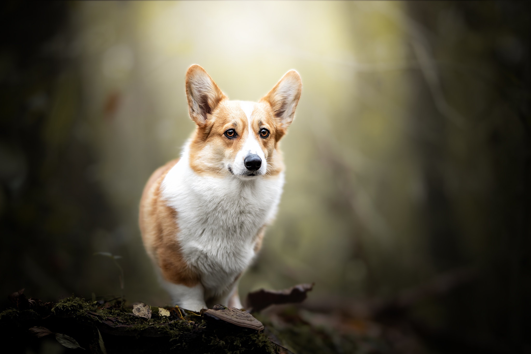 Download Dog Animal Corgi HD Wallpaper