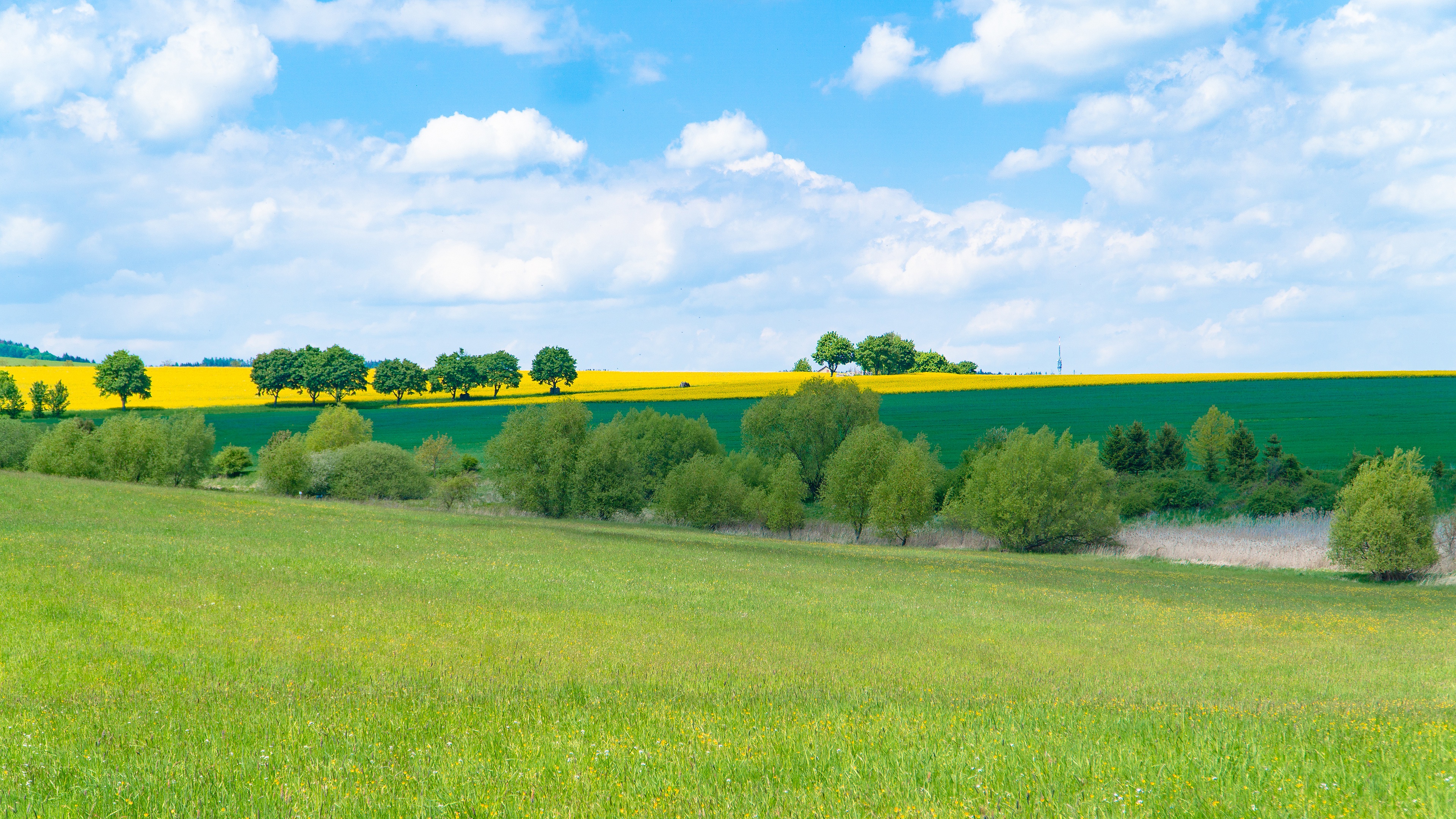 Download Rapeseed Sky Bush Cloud Grass Field Nature Landscape 4k Ultra ...