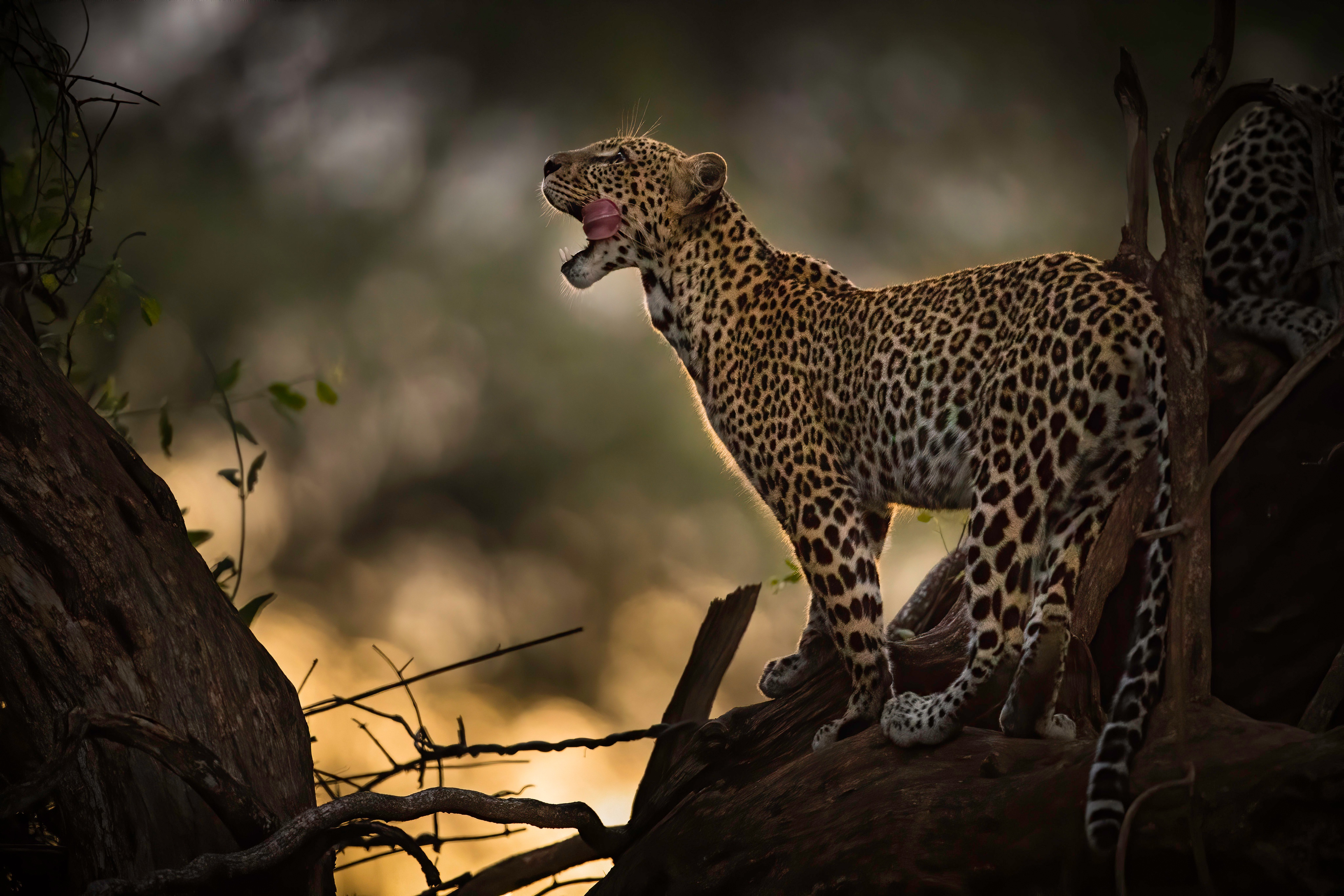 Download Animal Leopard 4k Ultra HD Wallpaper