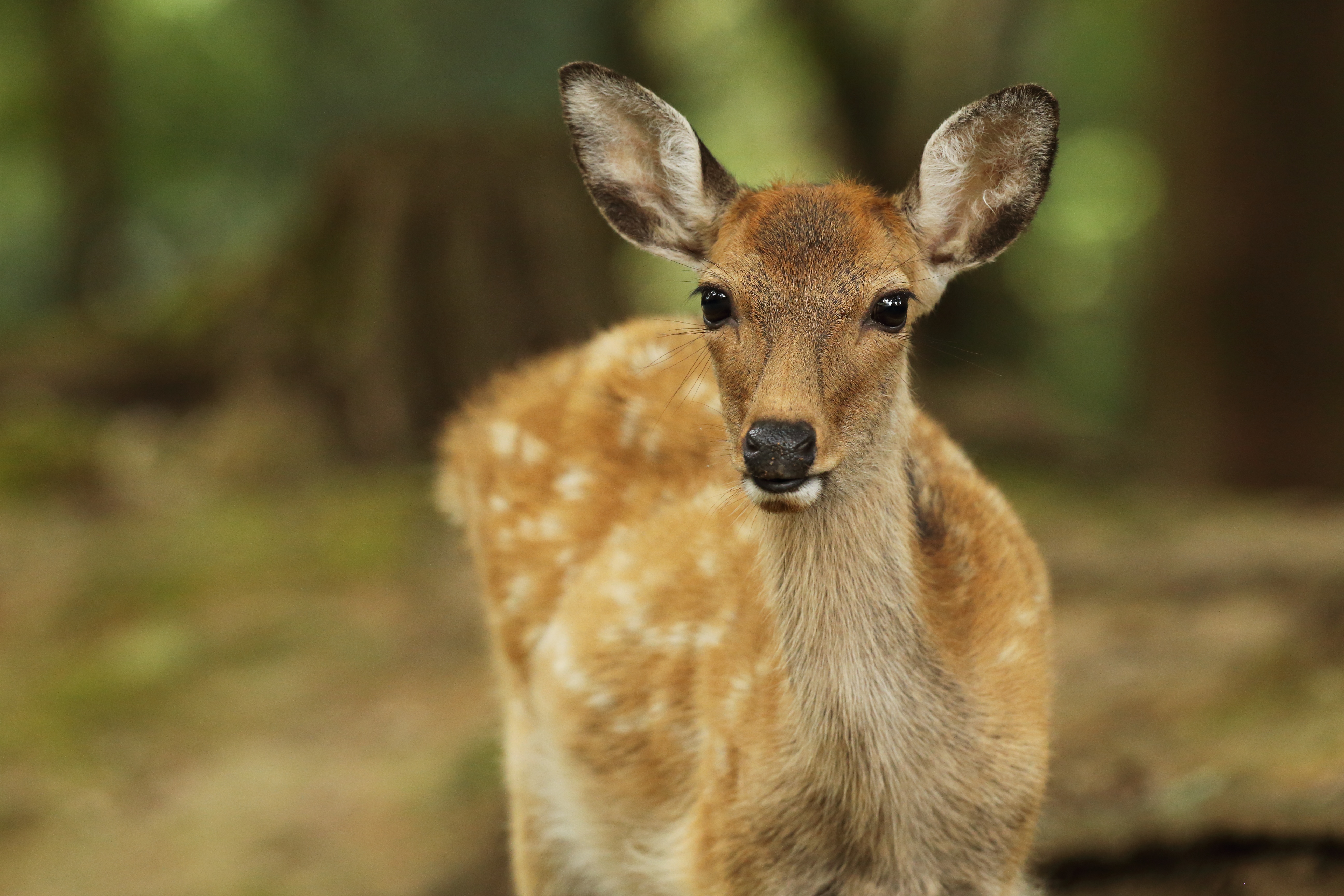 Deer 4k Ultra HD Wallpaper