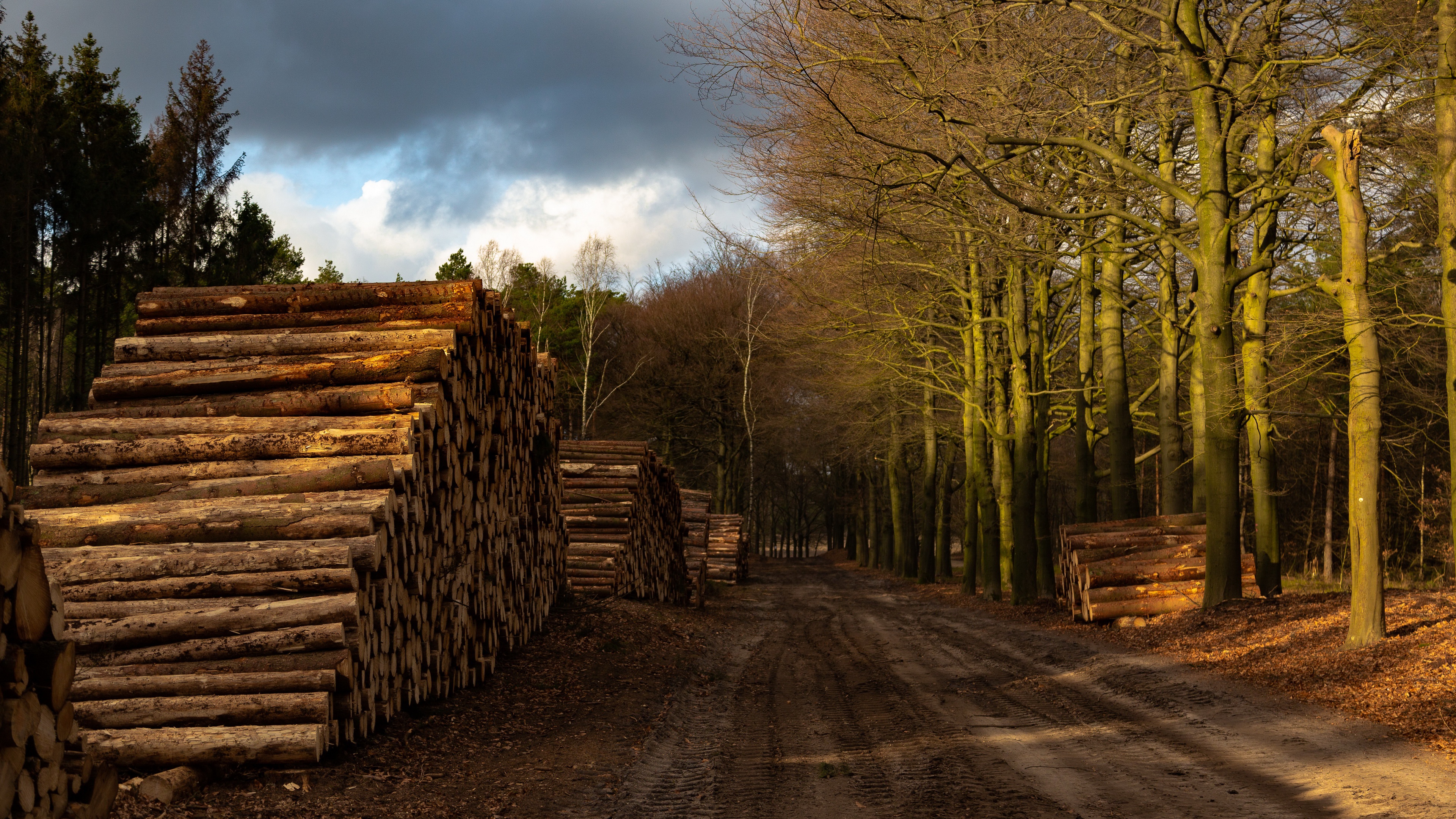 Download Wood Log Forest Road Man Made Path 4k Ultra HD Wallpaper