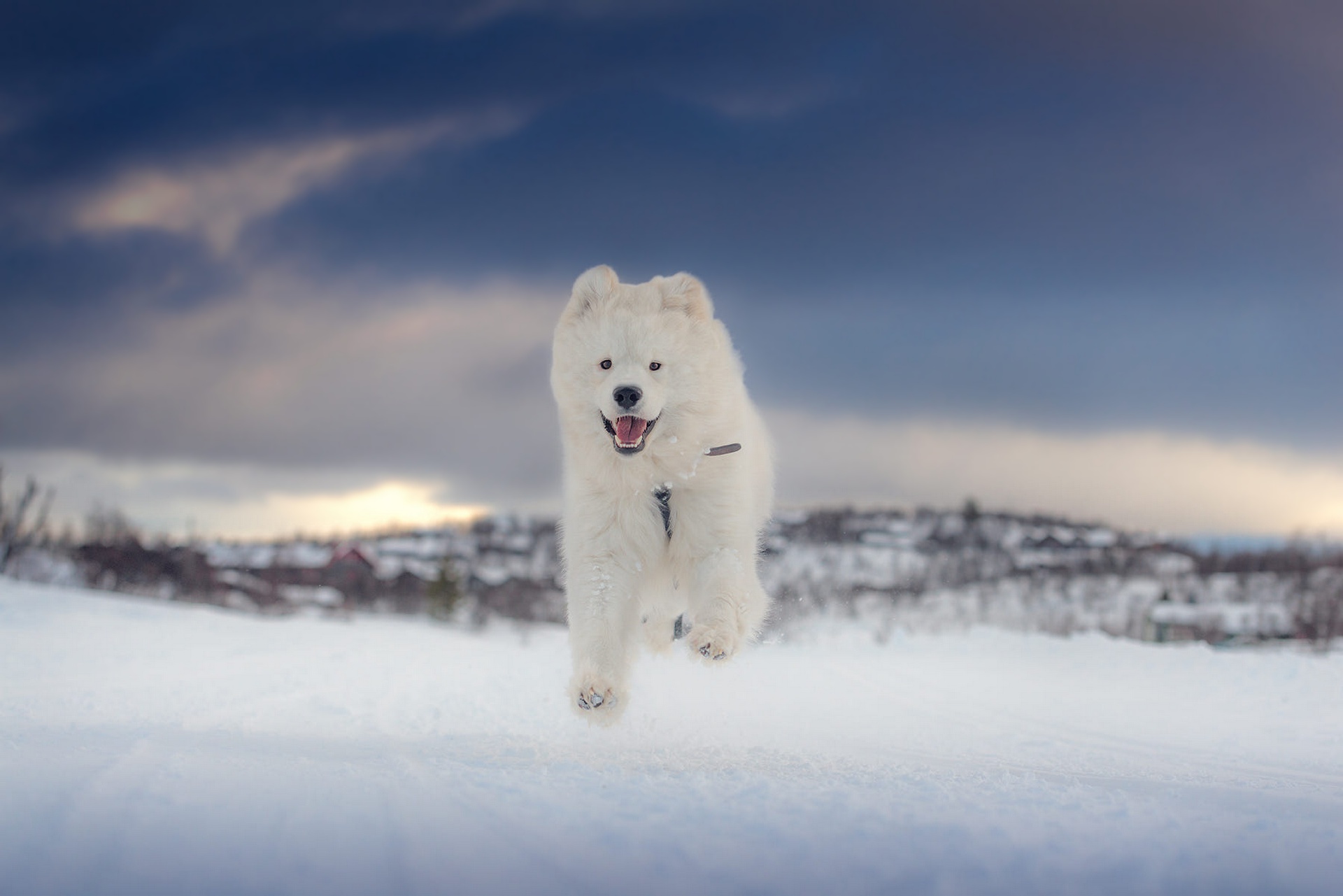 Download Snow Winter Dog Animal Samoyed HD Wallpaper