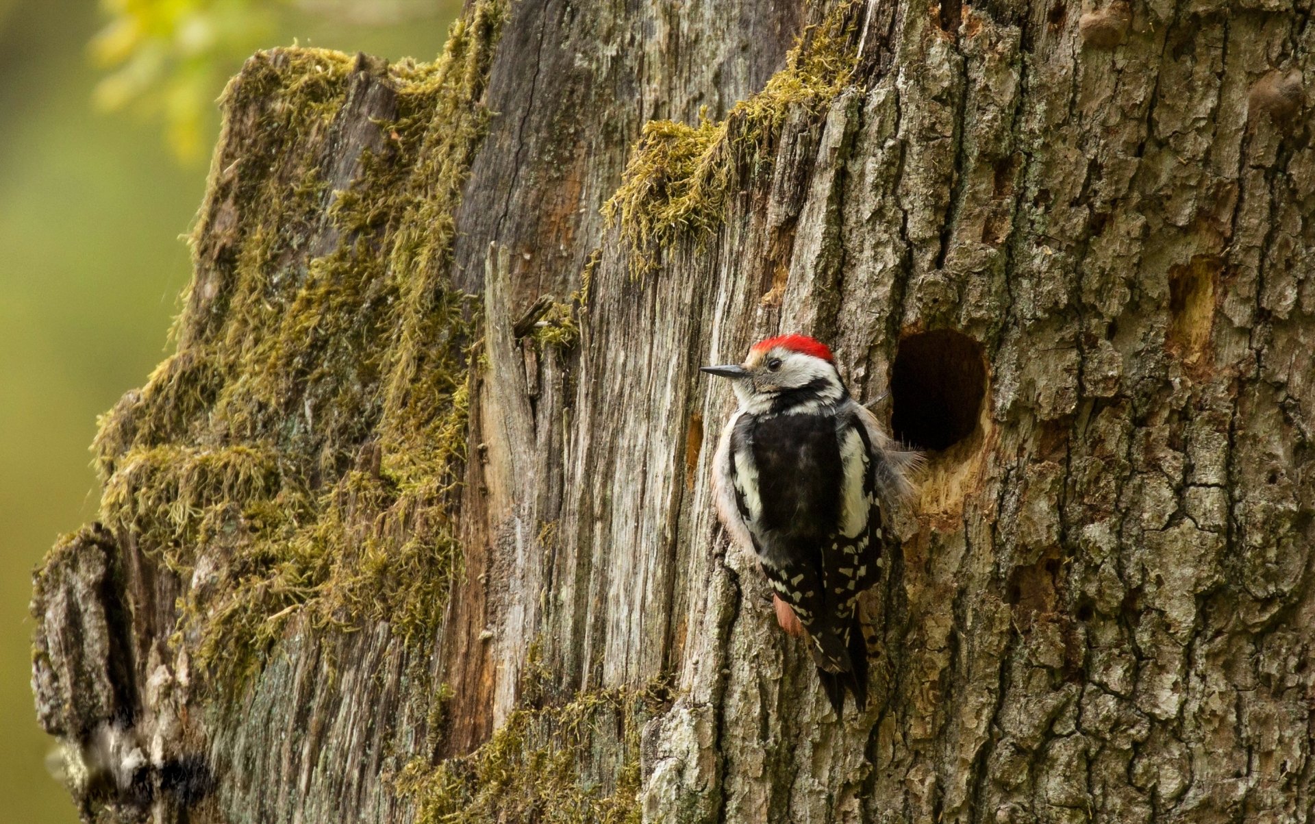 2K Quad HD Woodpecker Wallpaper — Mossy Trunk Bird Portrait | 2859x1791 ...