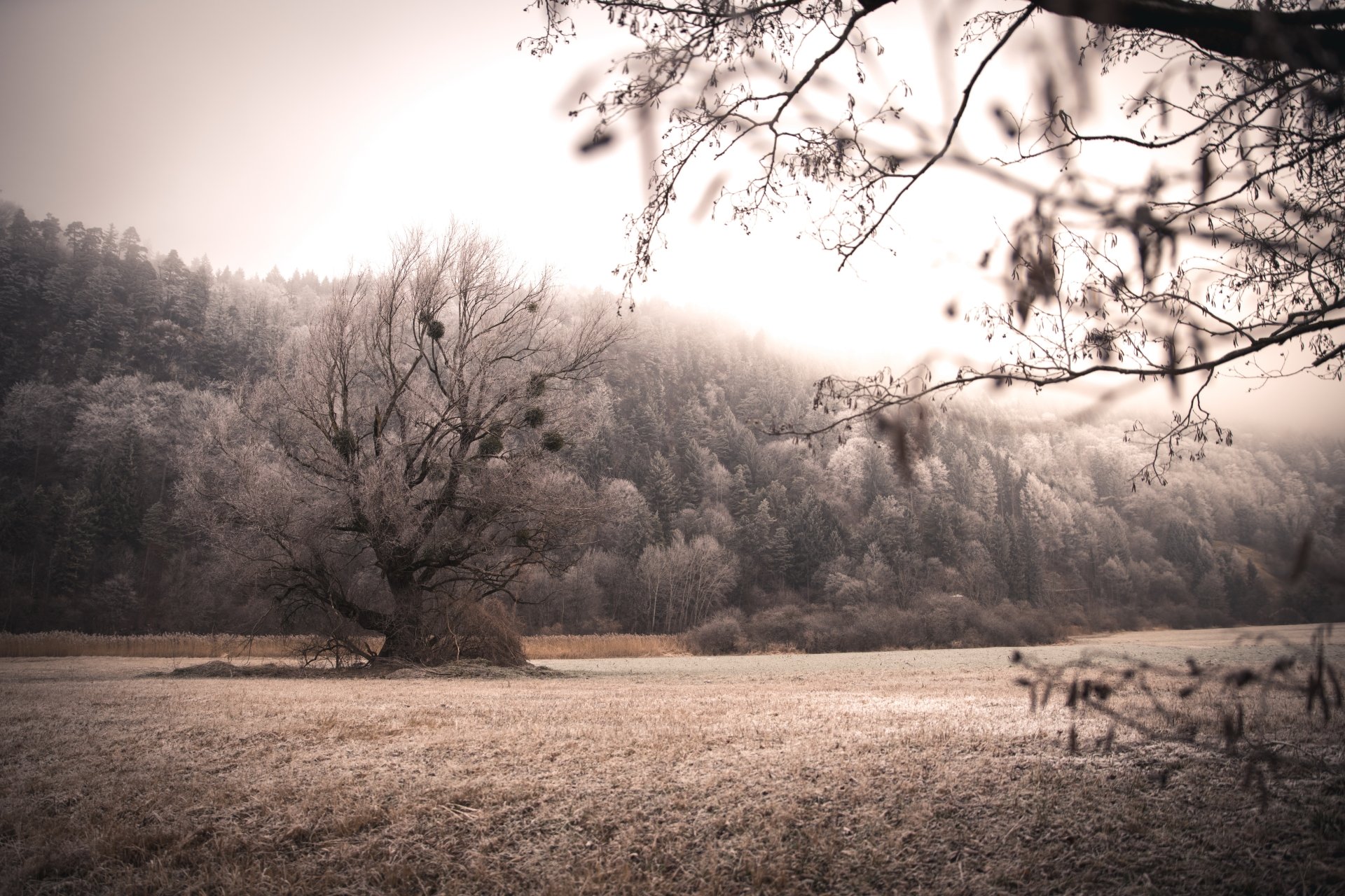 Download Frost Tree Nature Field Landscape 8k Ultra HD Wallpaper