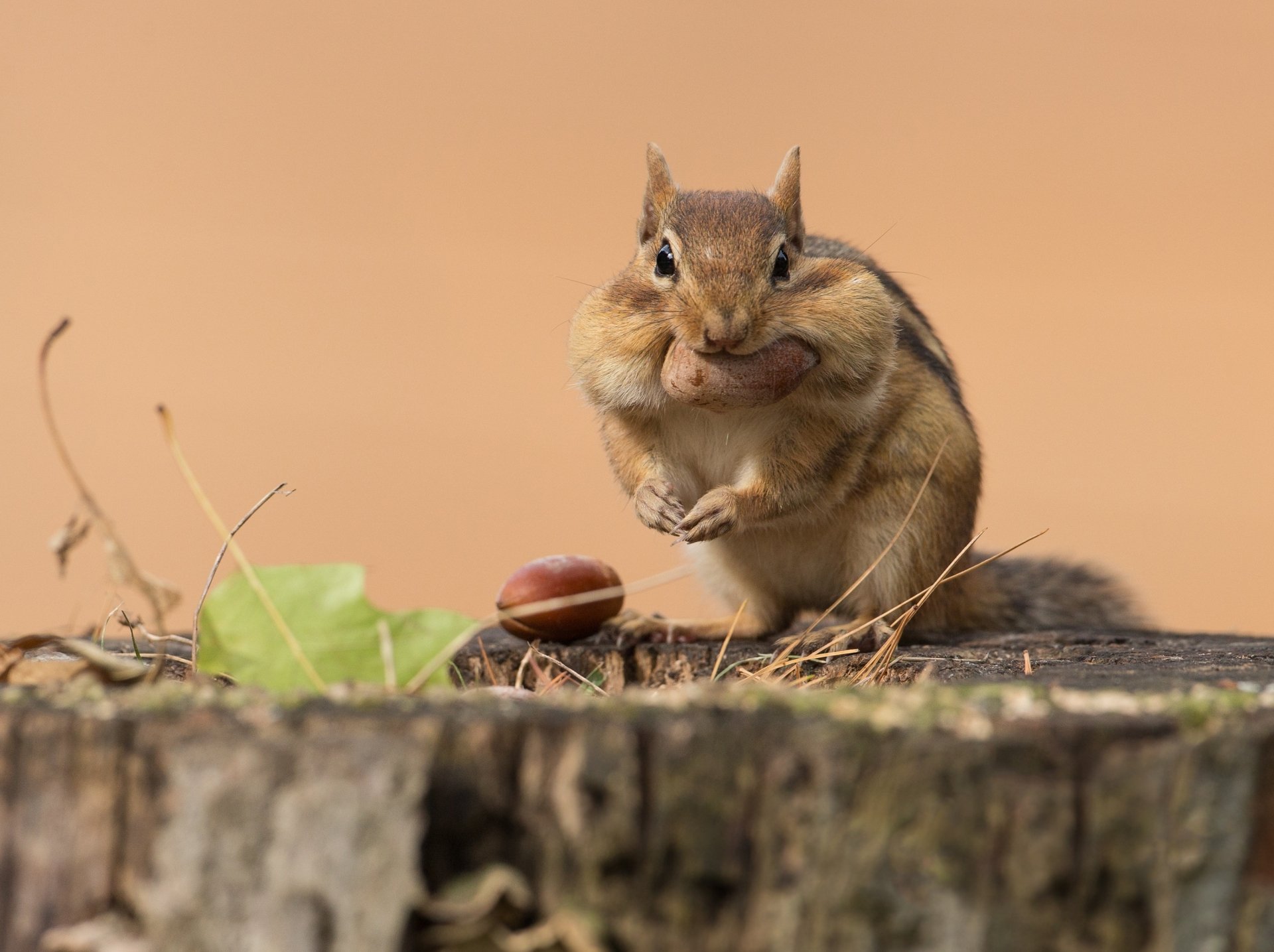 Chipmunk HD Wallpaper