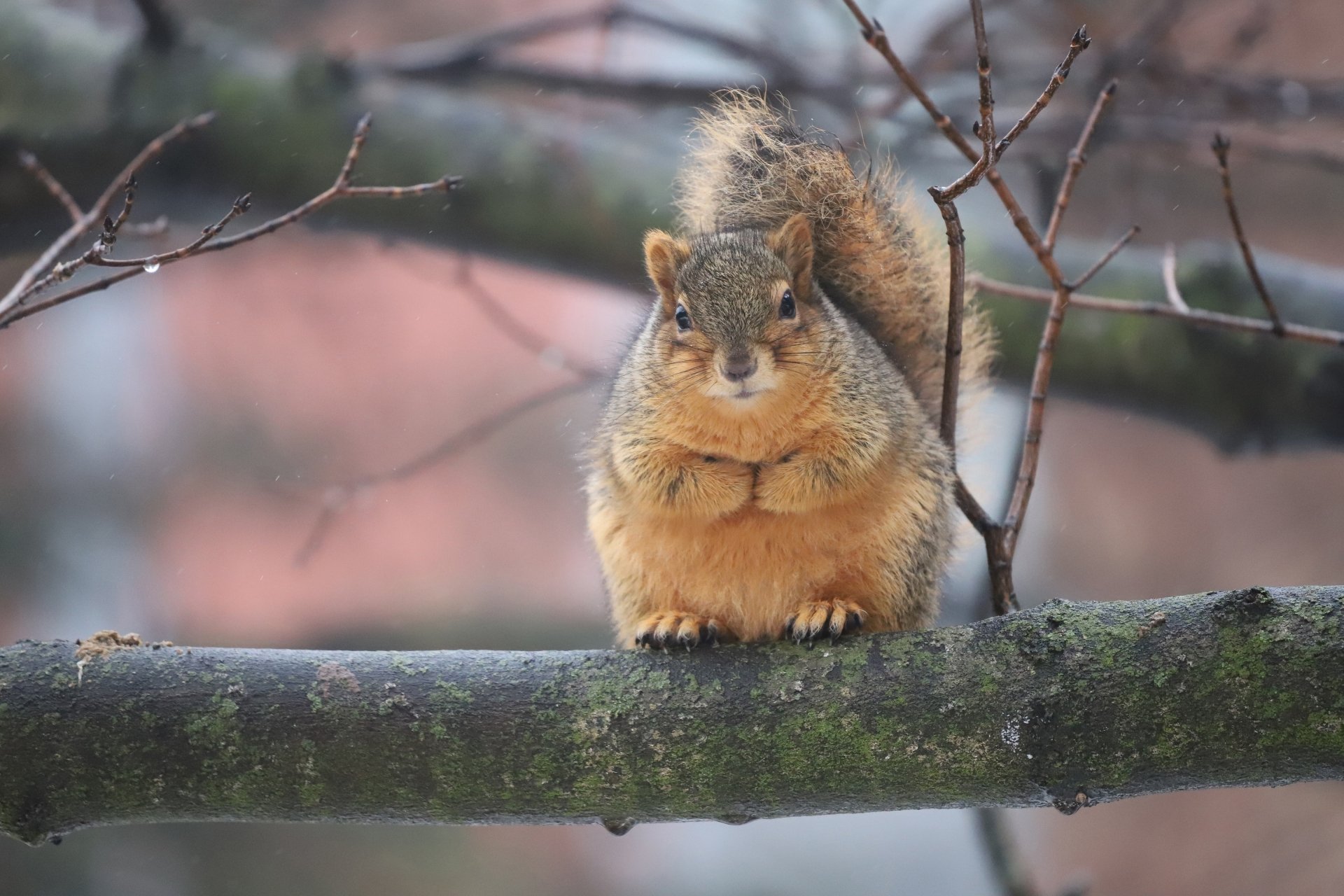 Animal Squirrel 4k Ultra HD Wallpaper