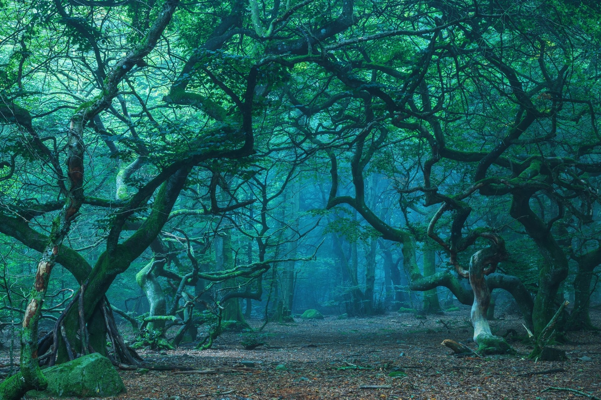 Enchanted Forest: Lush Greenery HD Nature Wallpaper | 2048x1363 ...