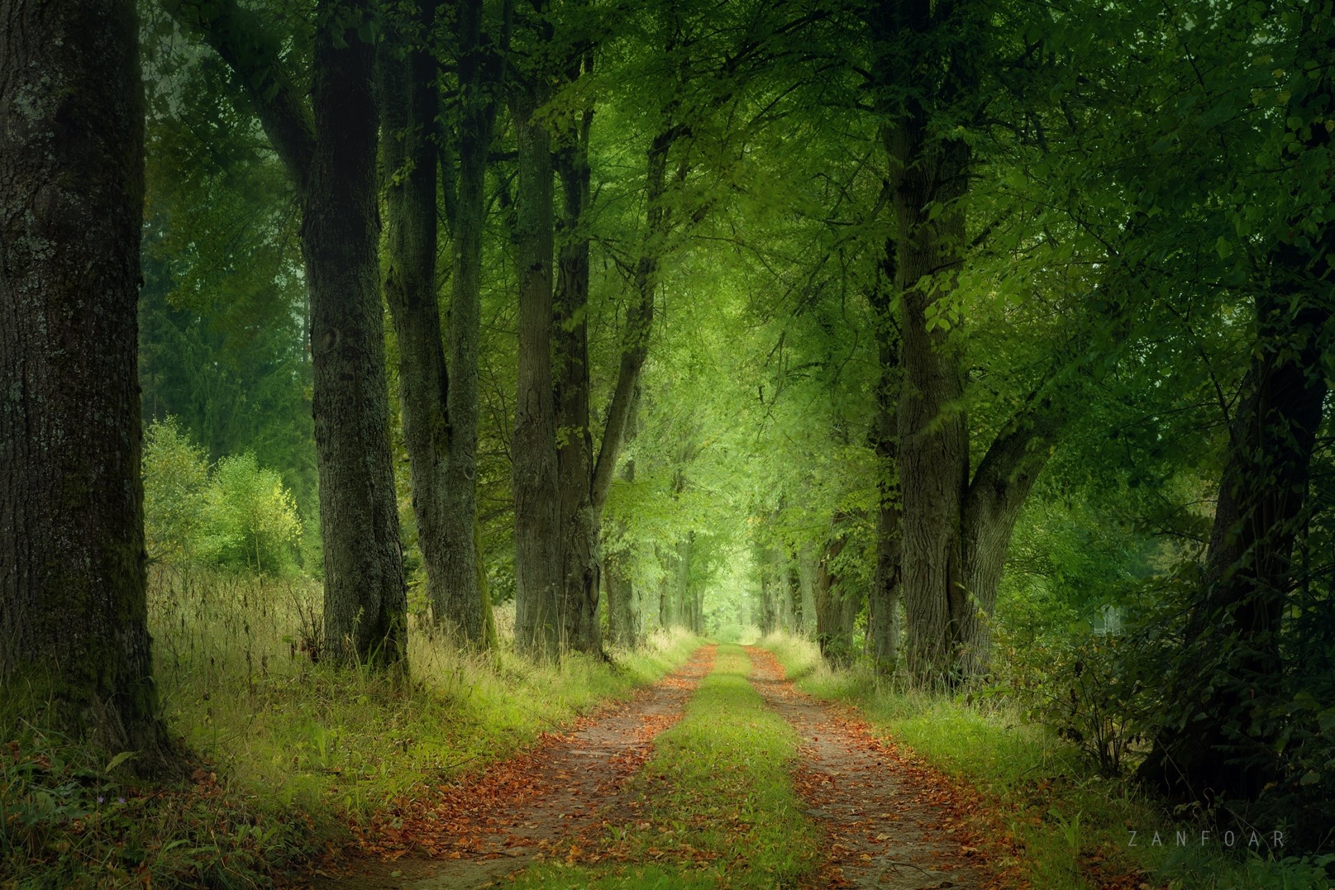 Serene Forest Pathway in the Czech Republic – Nature’s Tranquil Landscape