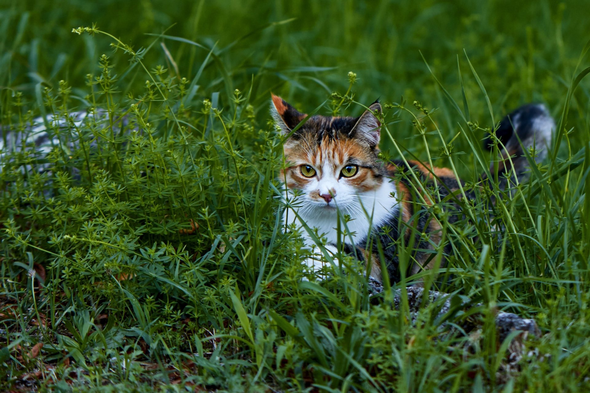Download Grass Animal Cat HD Wallpaper | 2560x1707 | Wallpaper Abyss