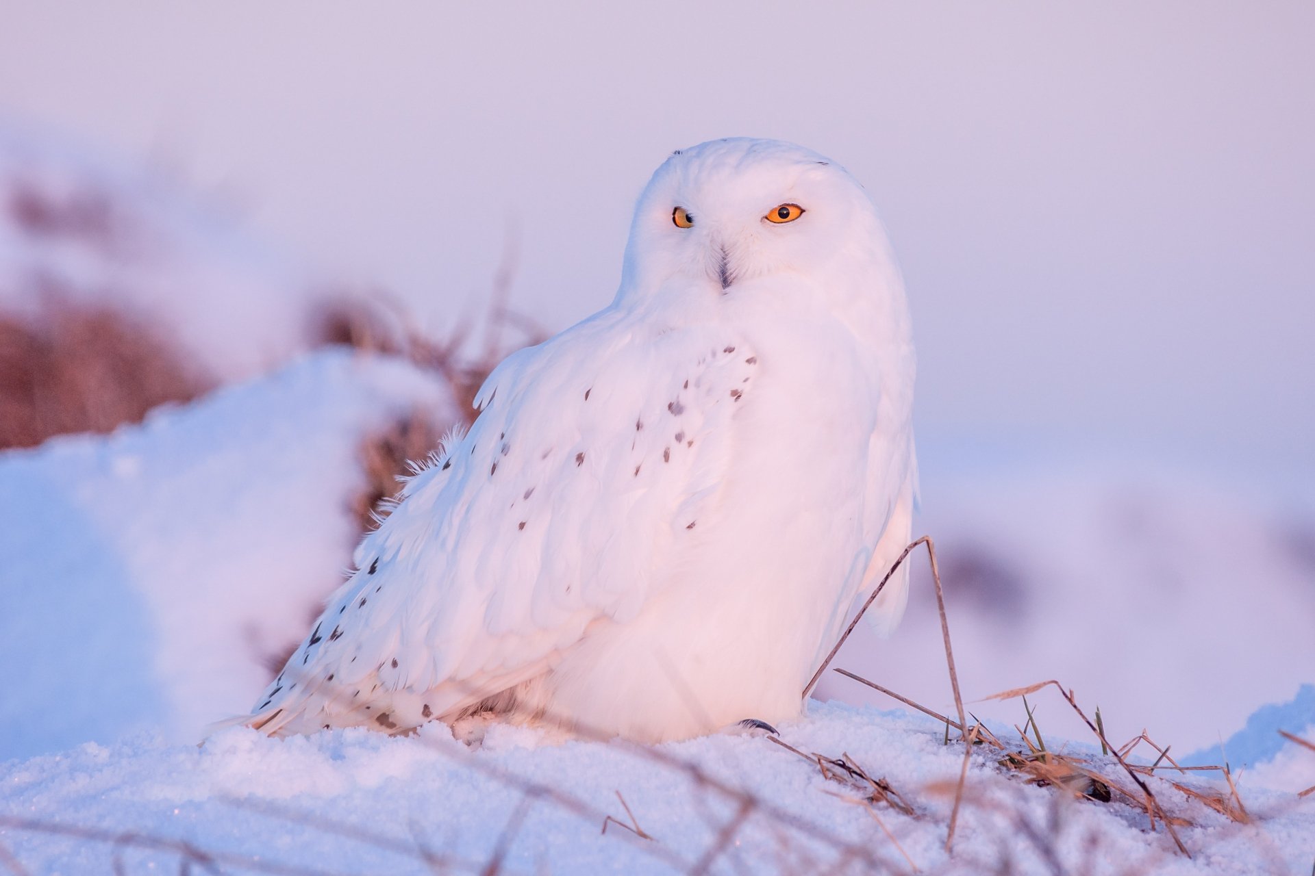Snowy Owl Majesty: Stunning 4K Winter Wildlife Wallpaper