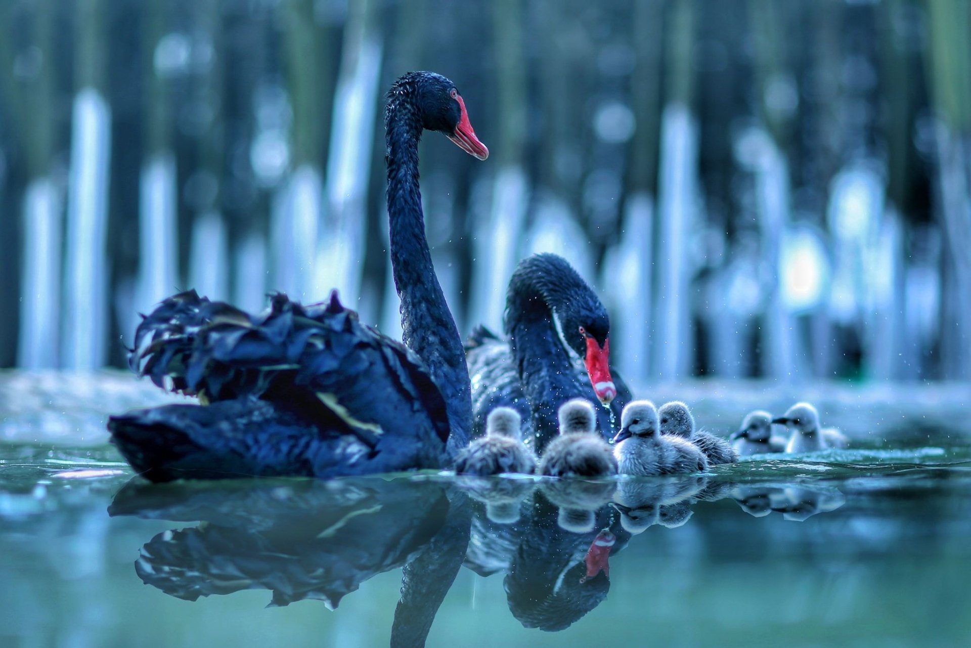 Download Baby Animal Swan Reflection Bird Water Animal Black Swan HD ...