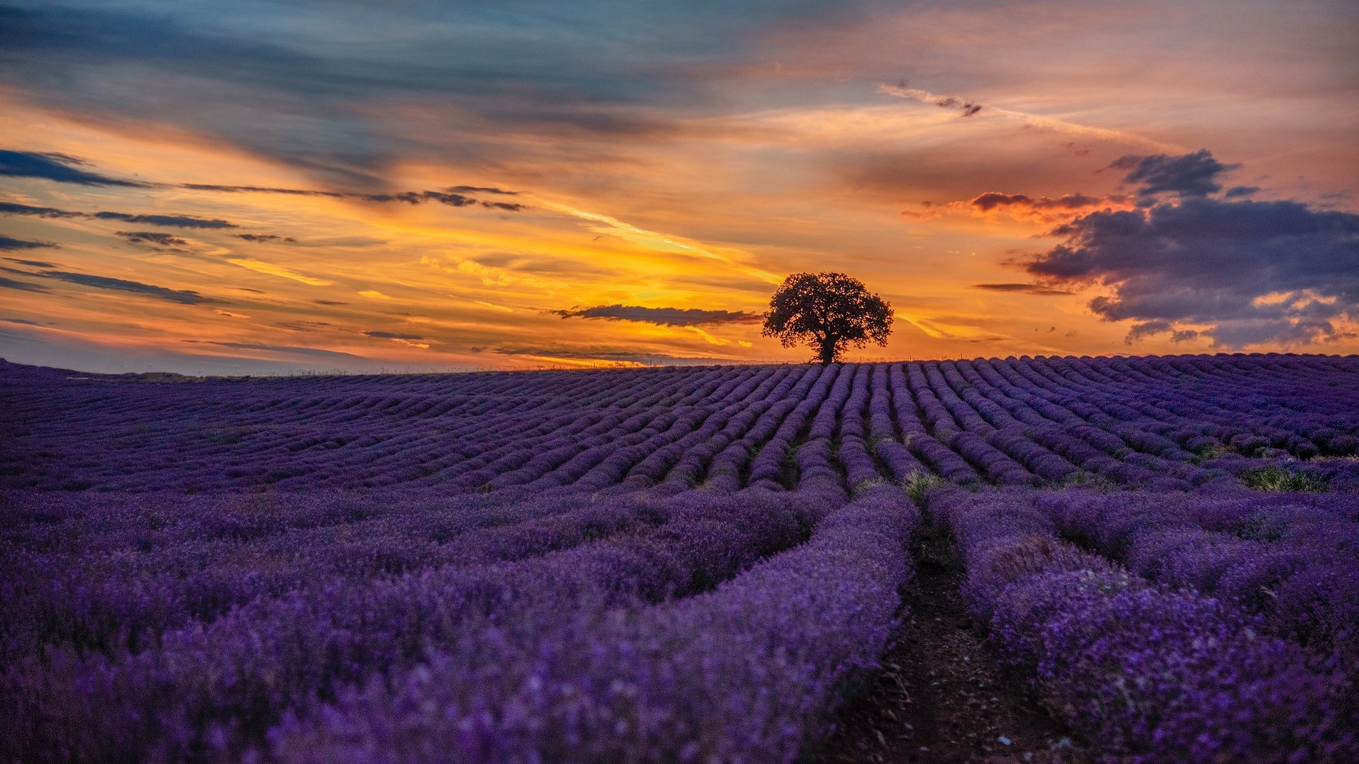 Download Purple Flower Sunset Field Nature Lavender 4k Ultra HD ...