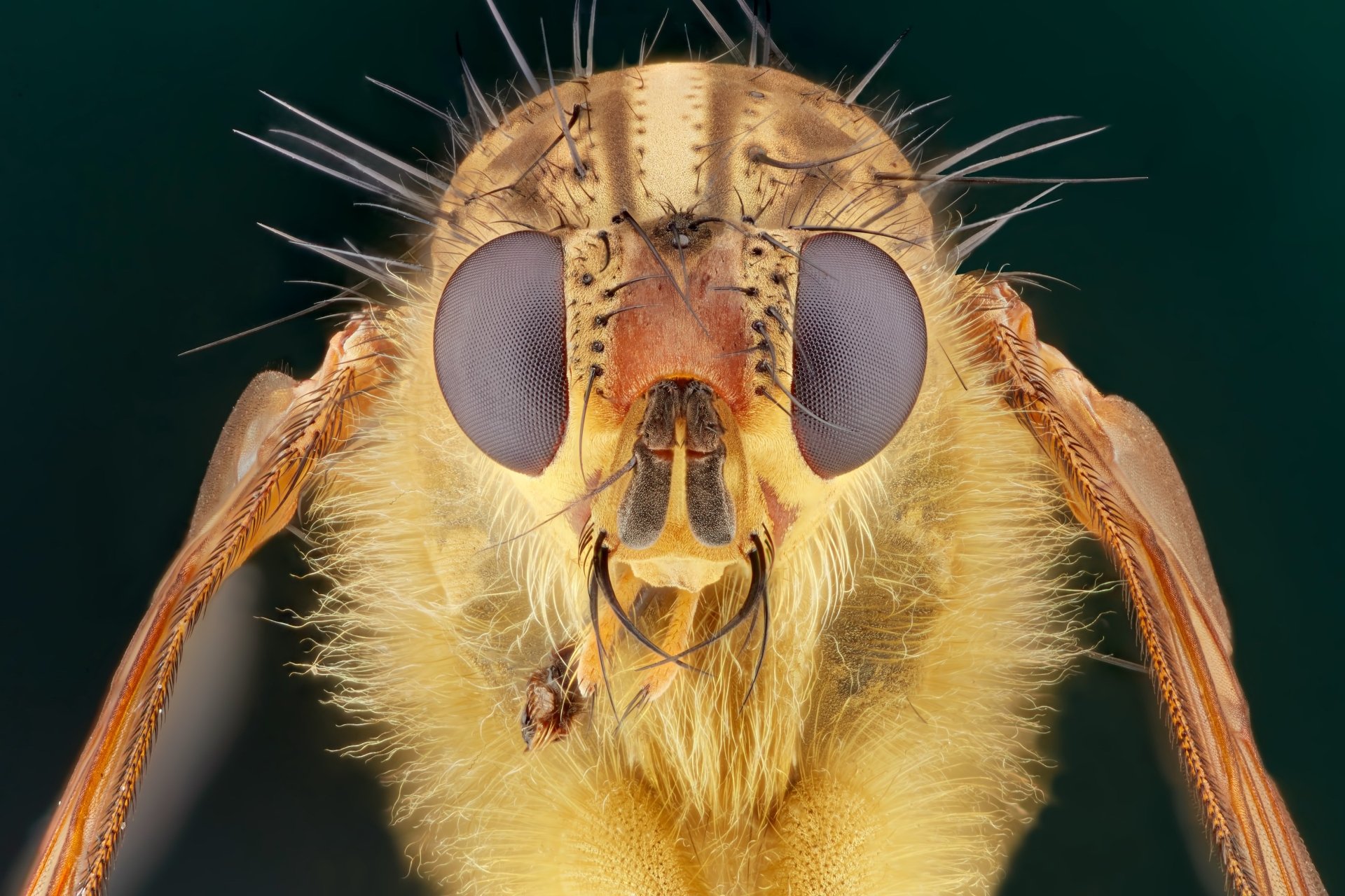 Download Close-up Insect Macro Animal Fly HD Wallpaper