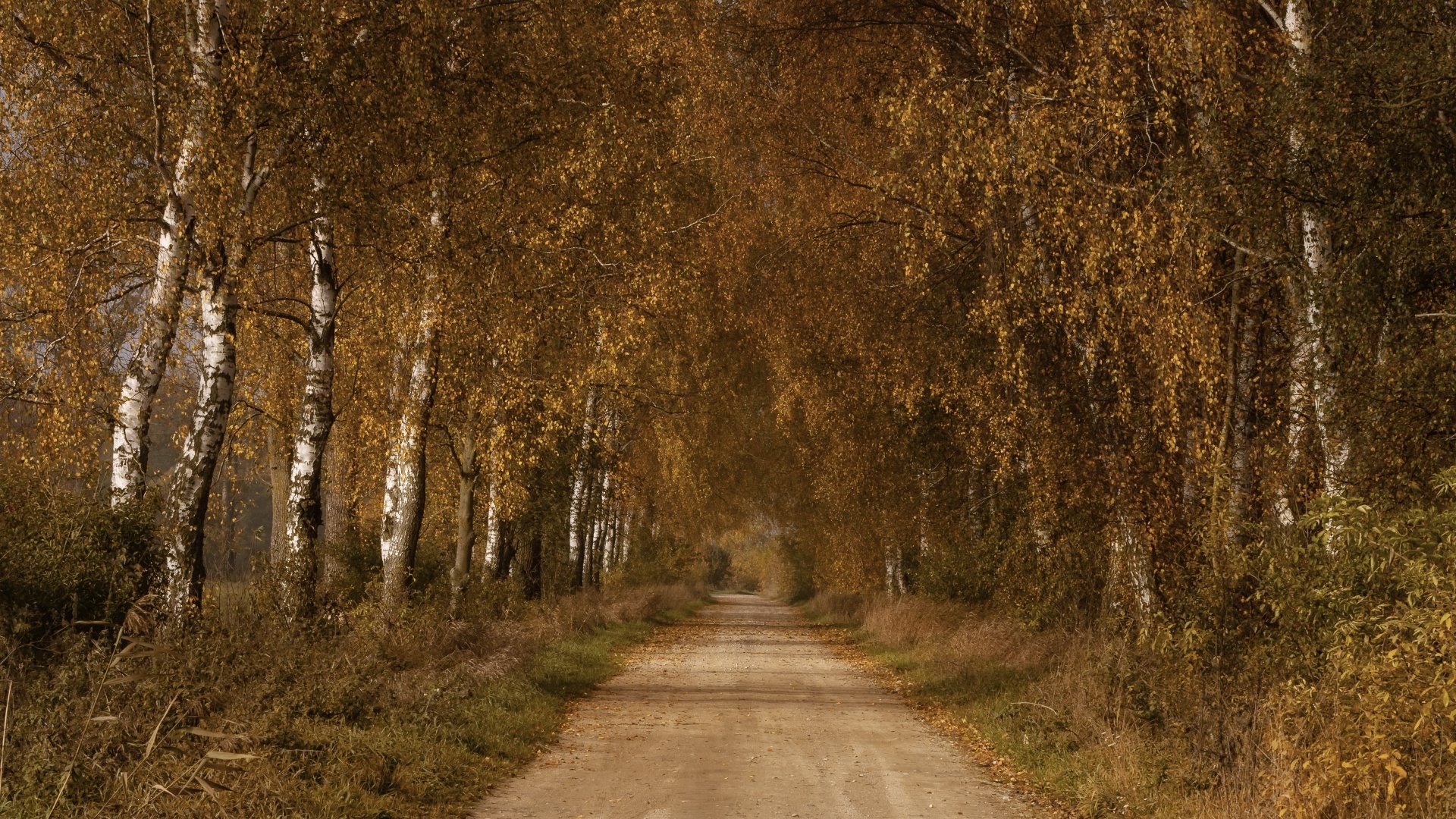 Download Birch Fall Road Man Made Path 4k Ultra HD Wallpaper