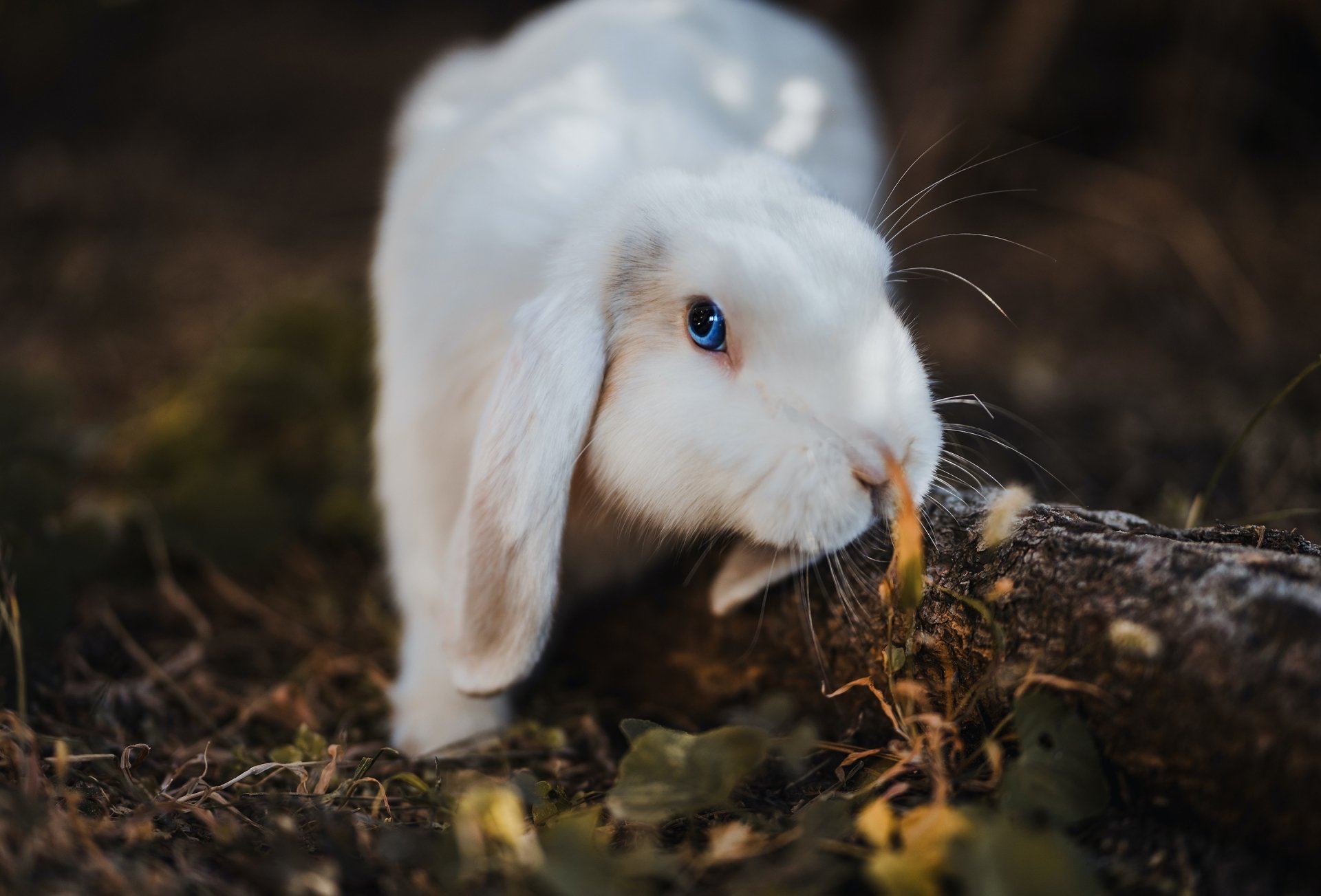 Download Animal Rabbit HD Wallpaper | 2880x1955 | Wallpaper Abyss