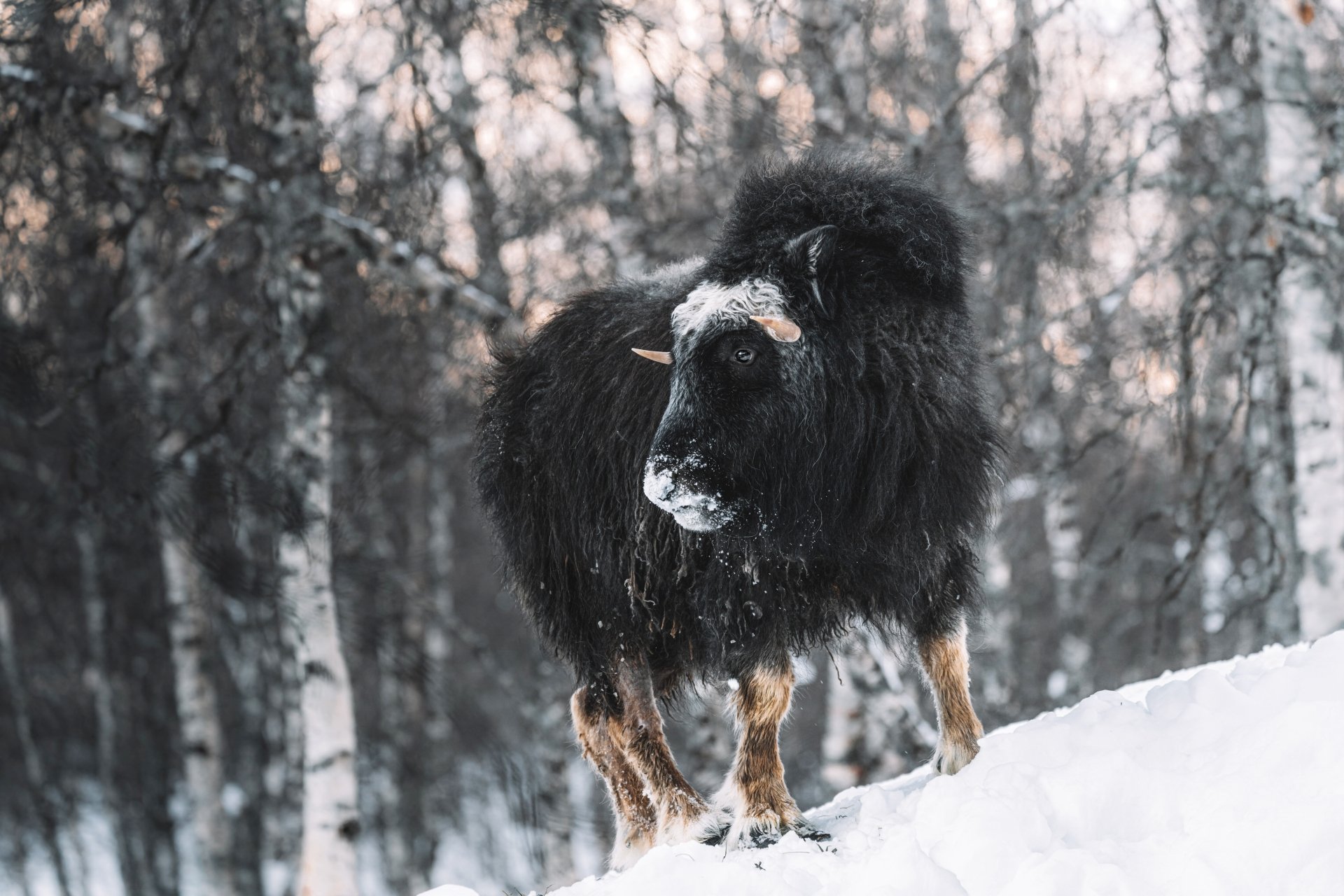 Download Snow Winter Animal American Bison 8k Ultra HD Wallpaper